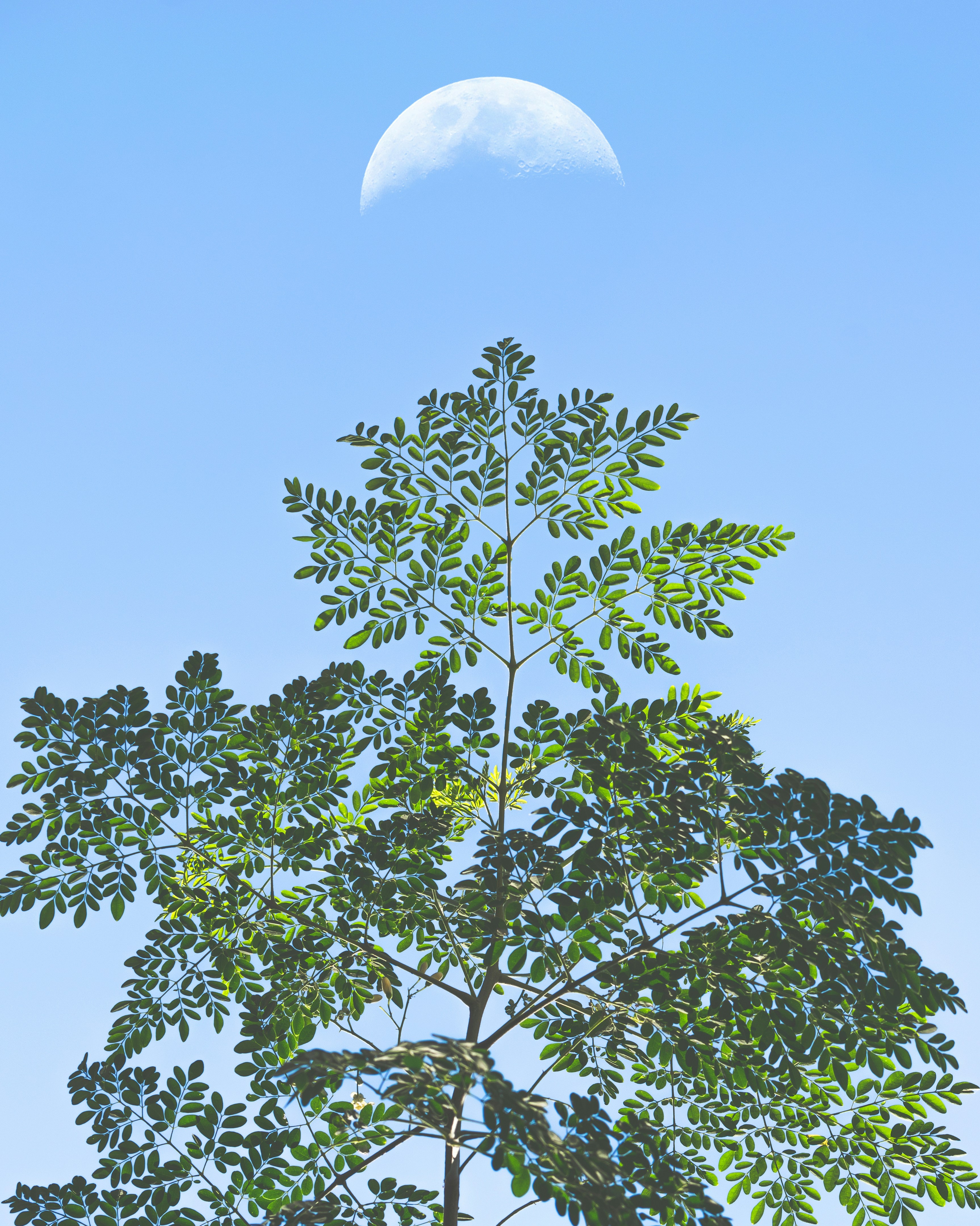 Moon over a jade-green pinnate canopy beneath a clear blue sky