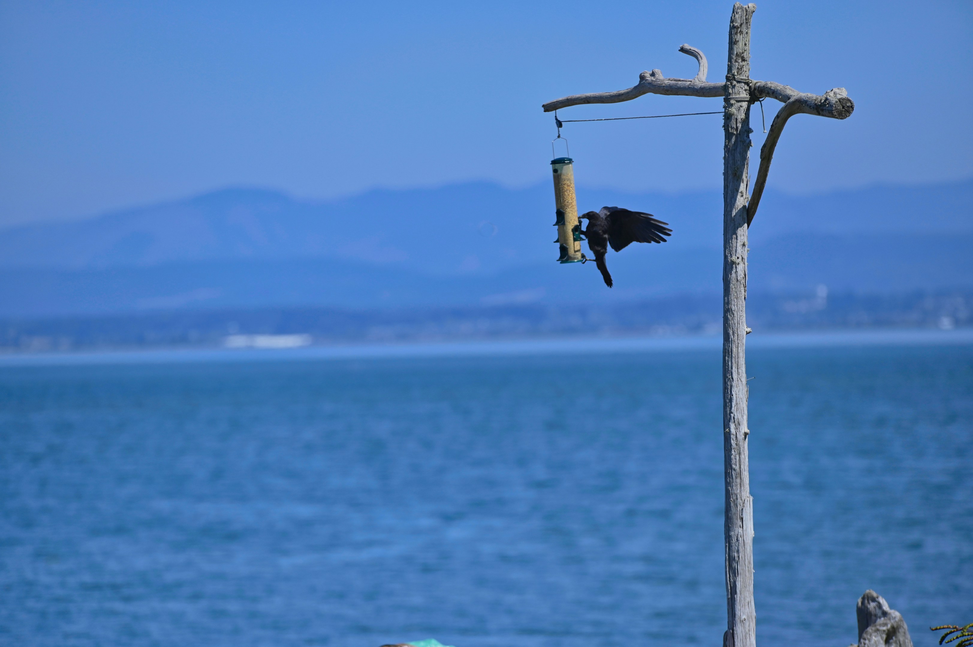 Raven in Flight by a Weathered Feeder Over a Quiet Seascape