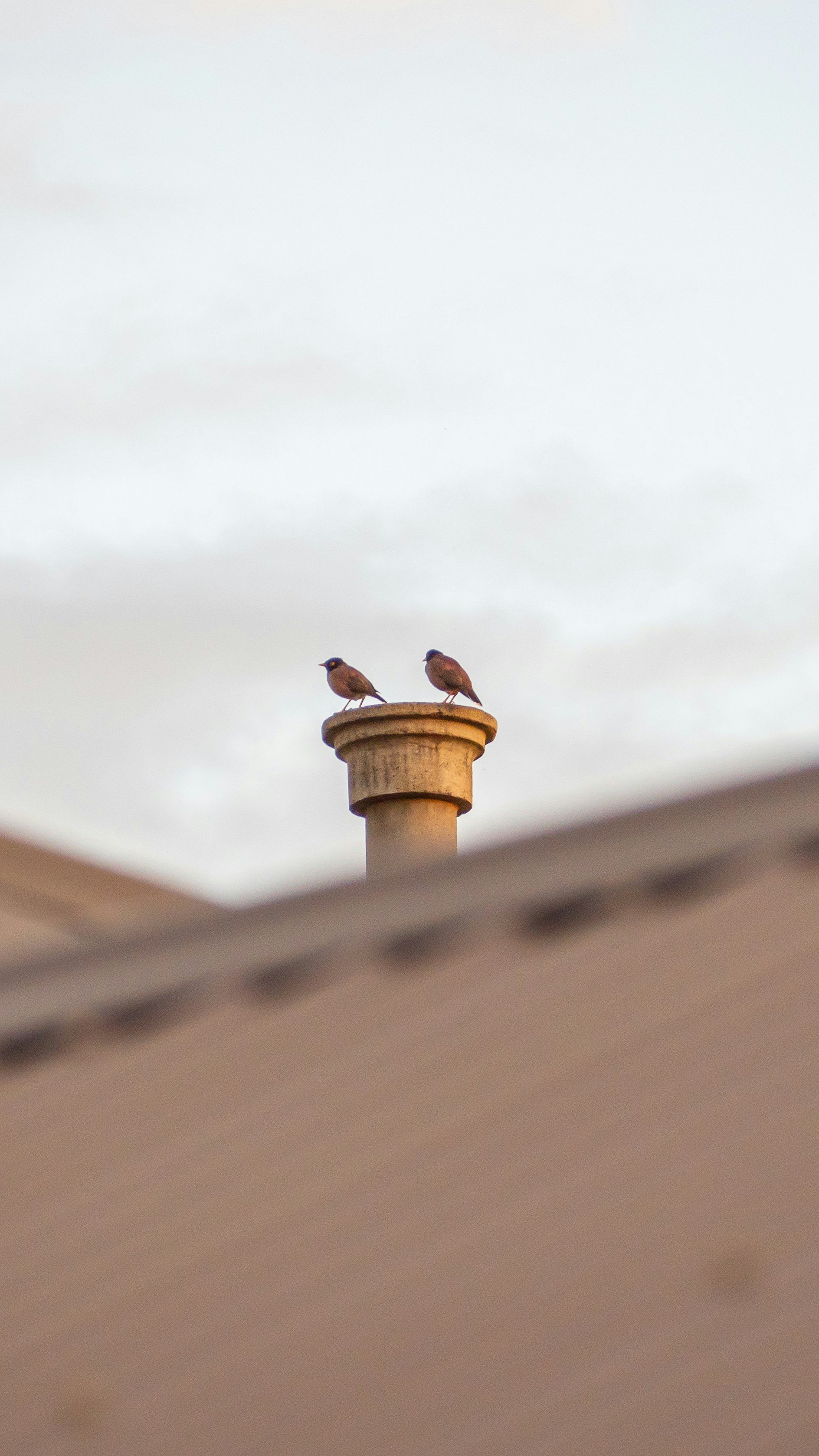 white and brown bird on white concrete building during daytime