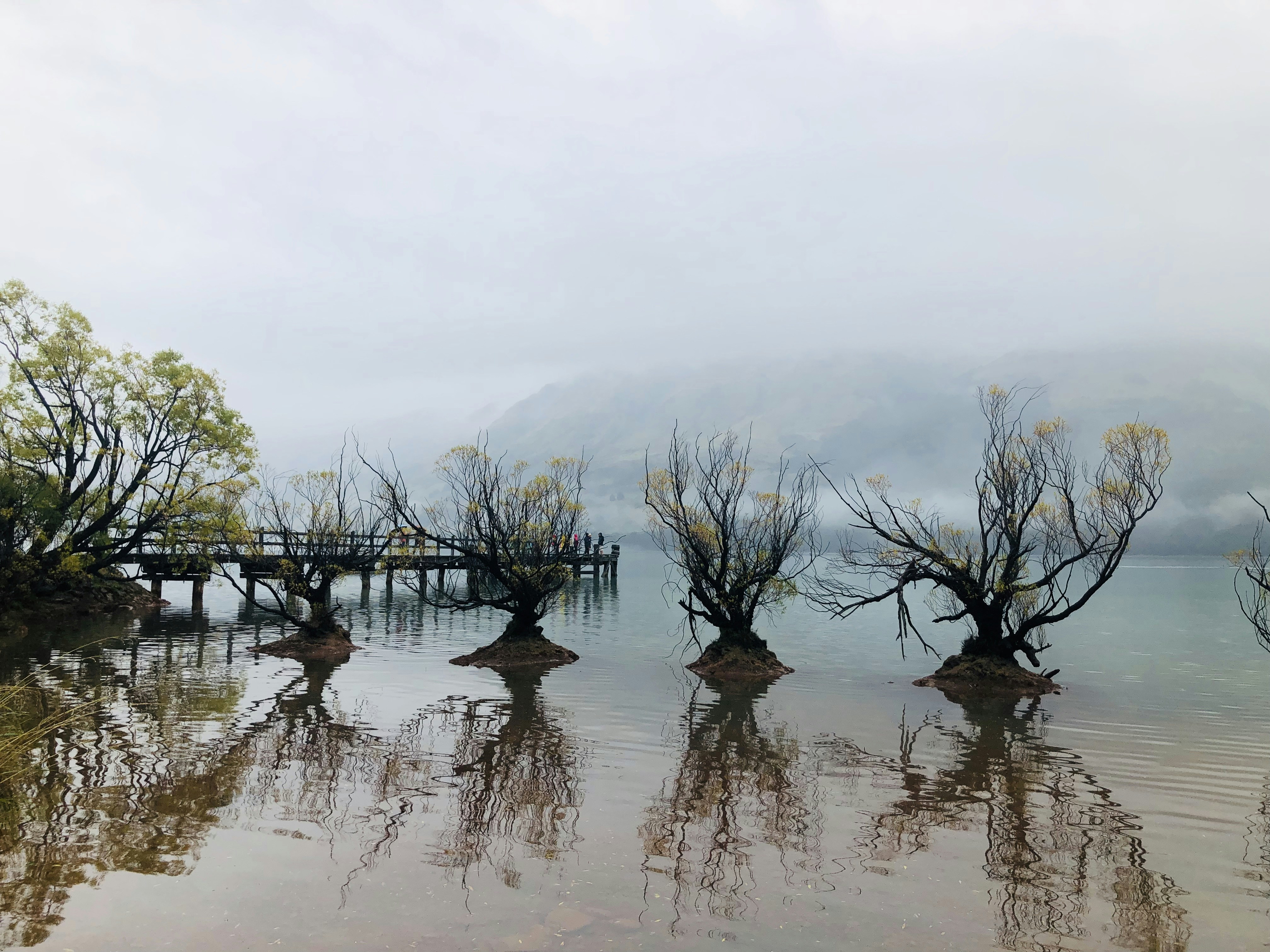 Green trees on brown sand during daytime photo – Free Land Image on ...