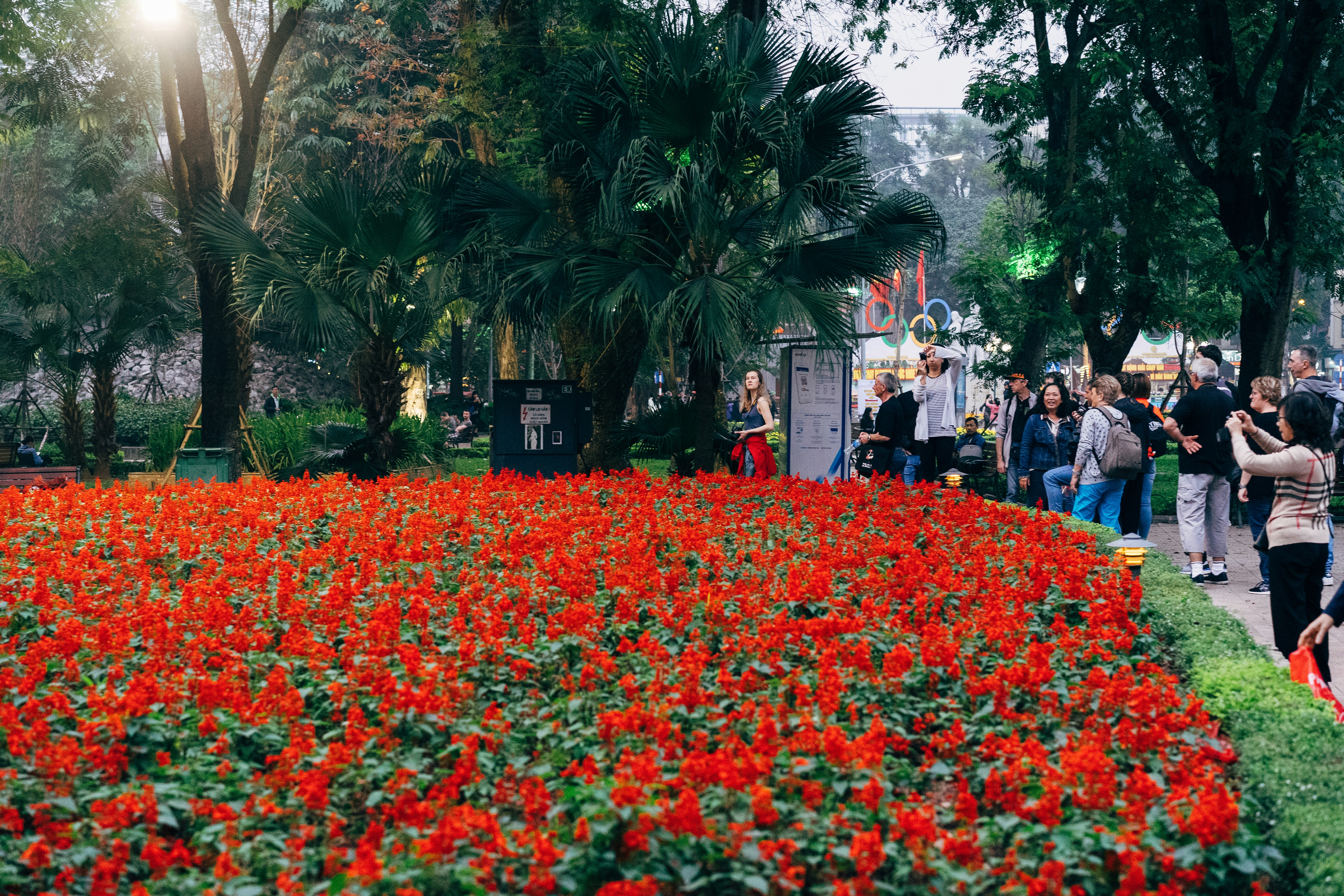 Red flower field during daytime photo – Free Hanoi Image on Unsplash
