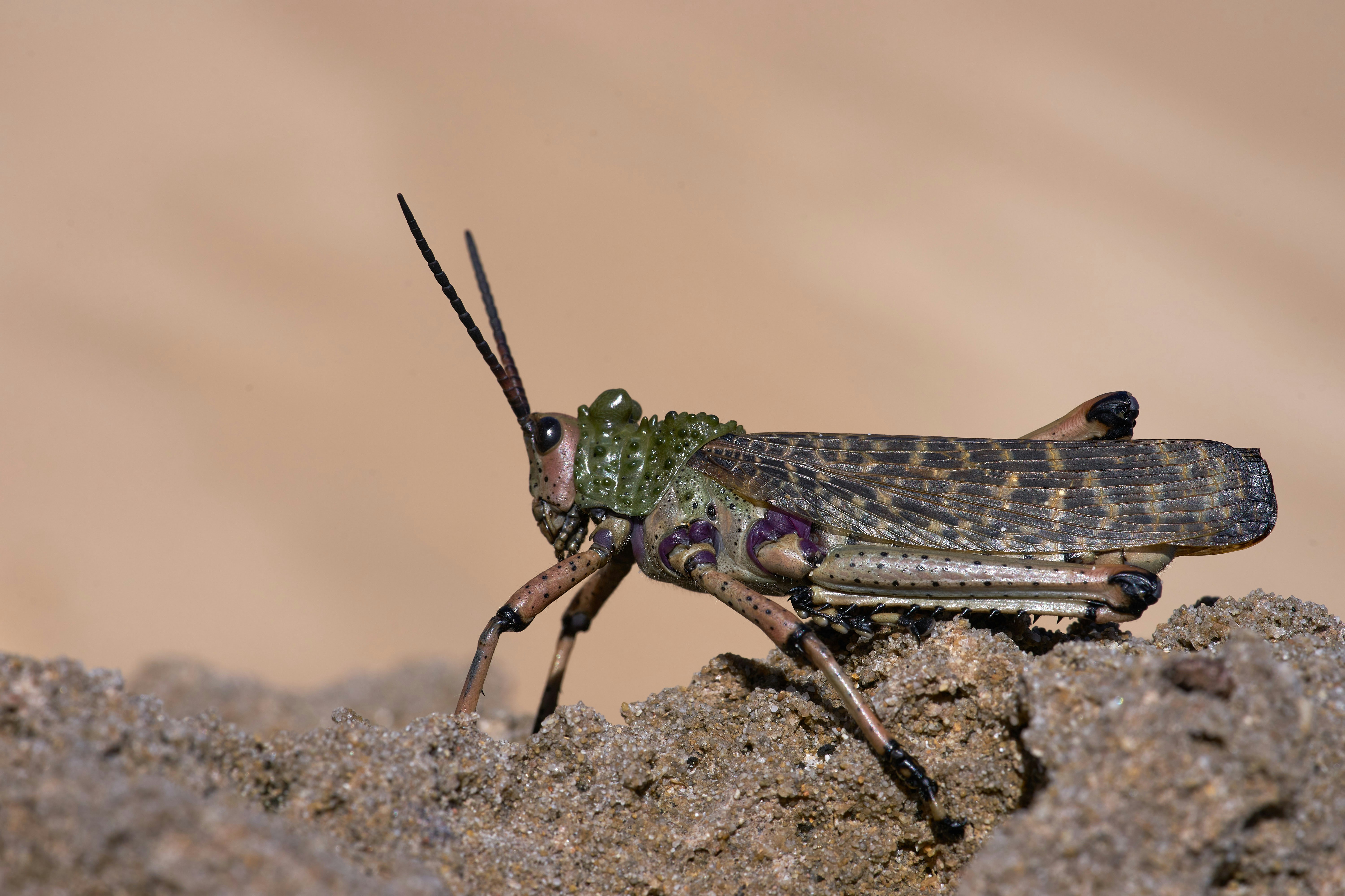 Close-up of a grasshopper perched on a textured surface, showcasing its detailed anatomy and vibrant coloration.