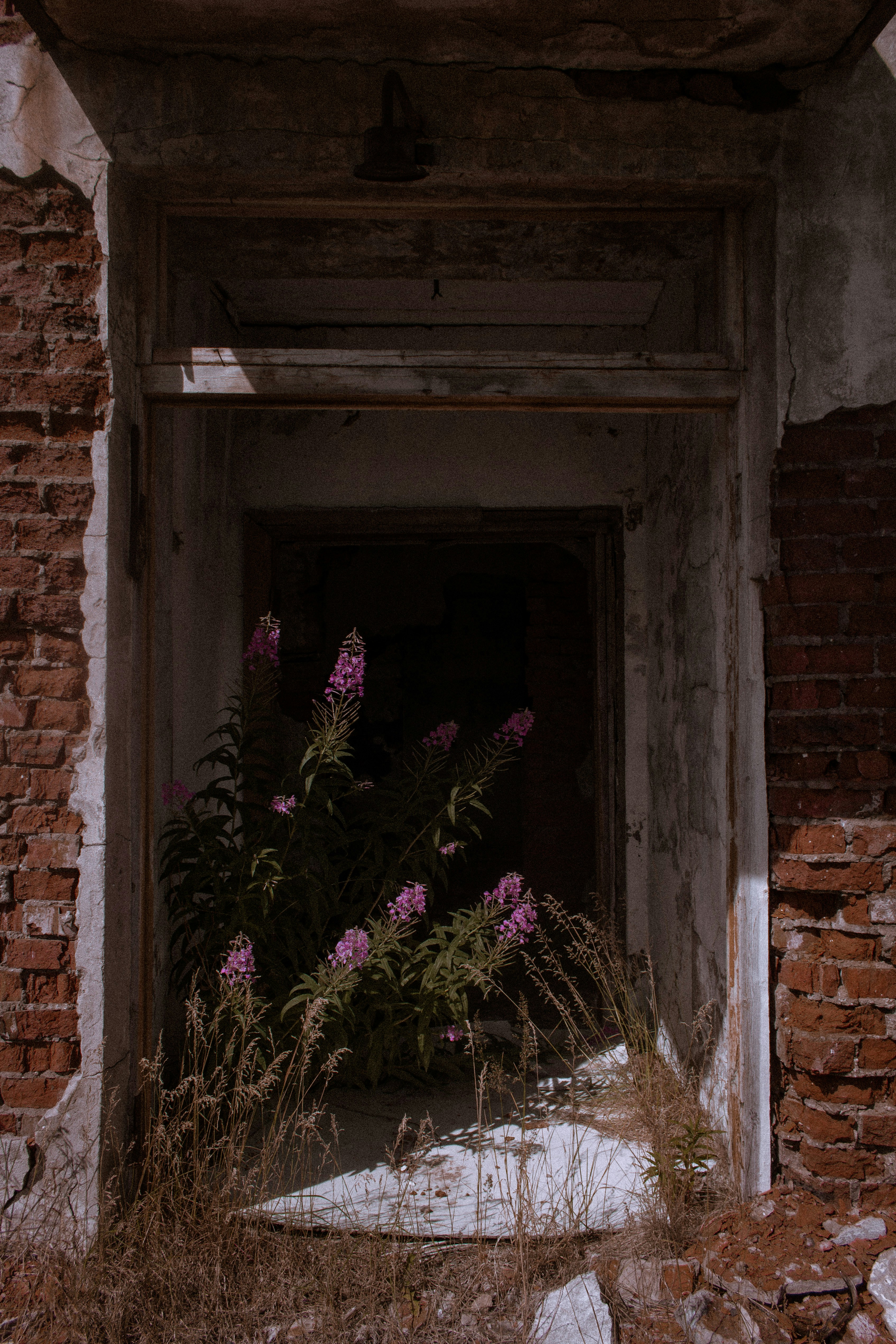 Pink Bloom at a Crumbling Threshold: Wildflowers Reclaim an Abandoned Brick Doorway
