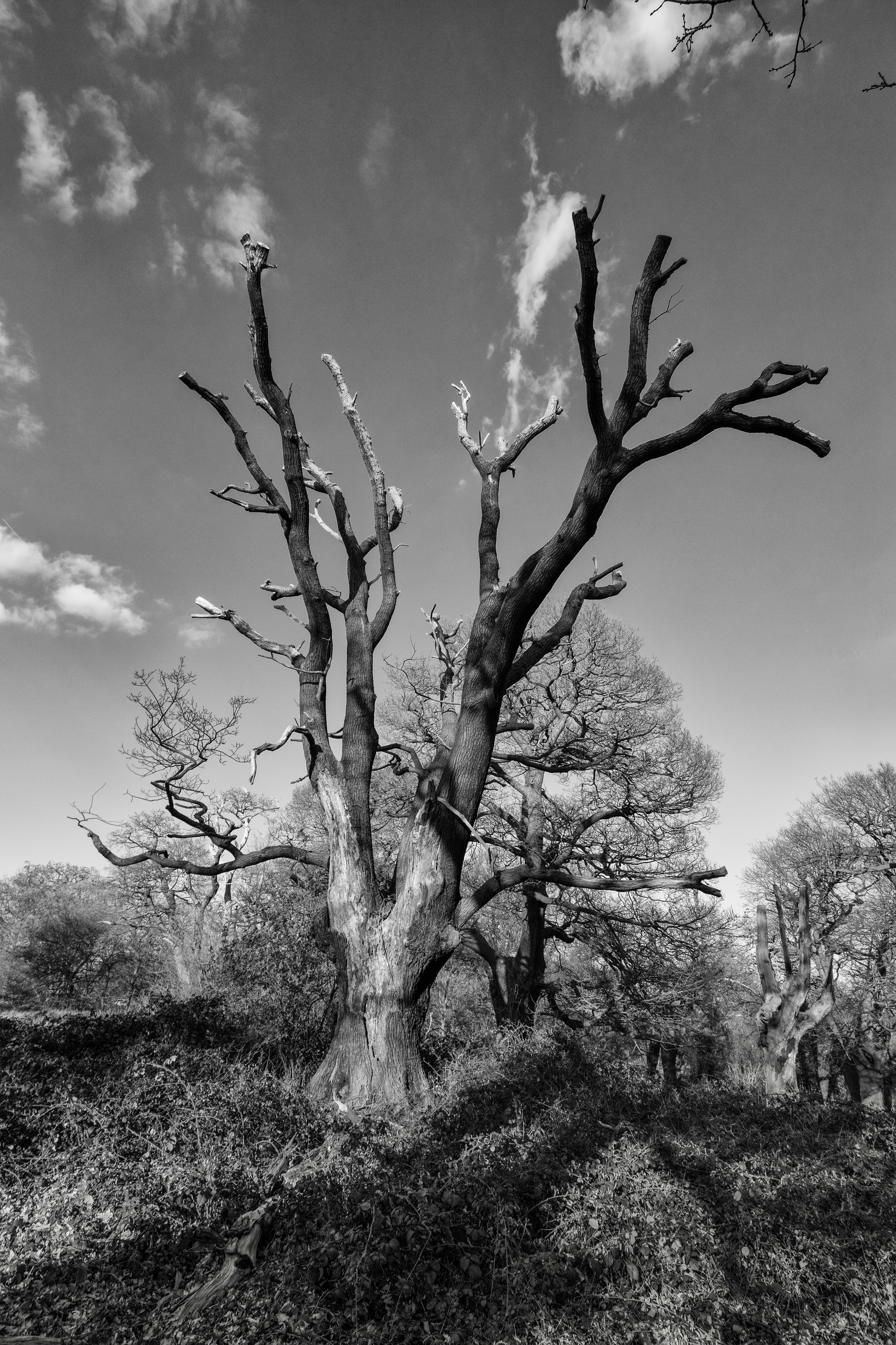 Grayscale photo of leafless tree photo – Free Grey Image on Unsplash