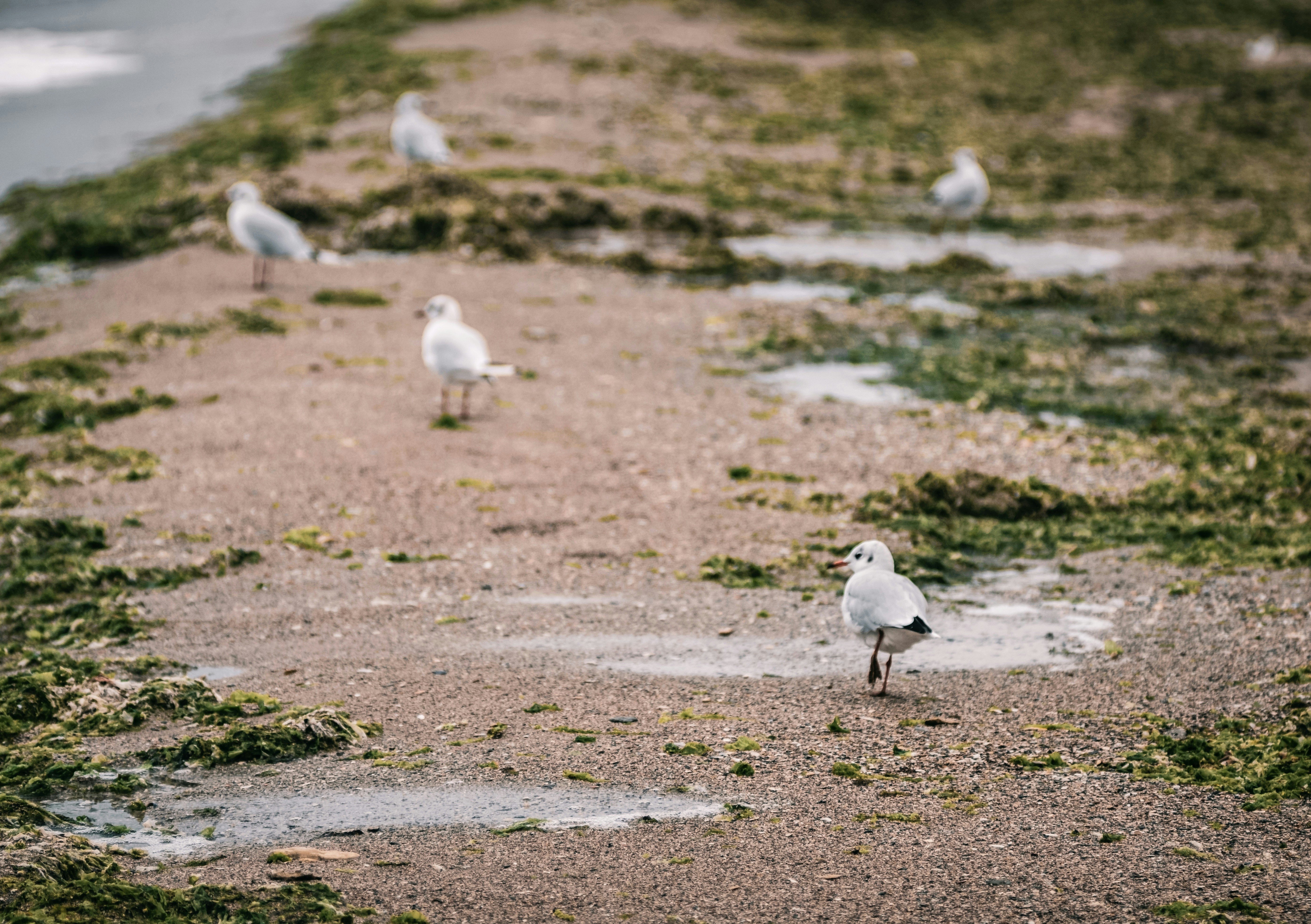 White and black birds on brown soil during daytime photo – Free Animal ...