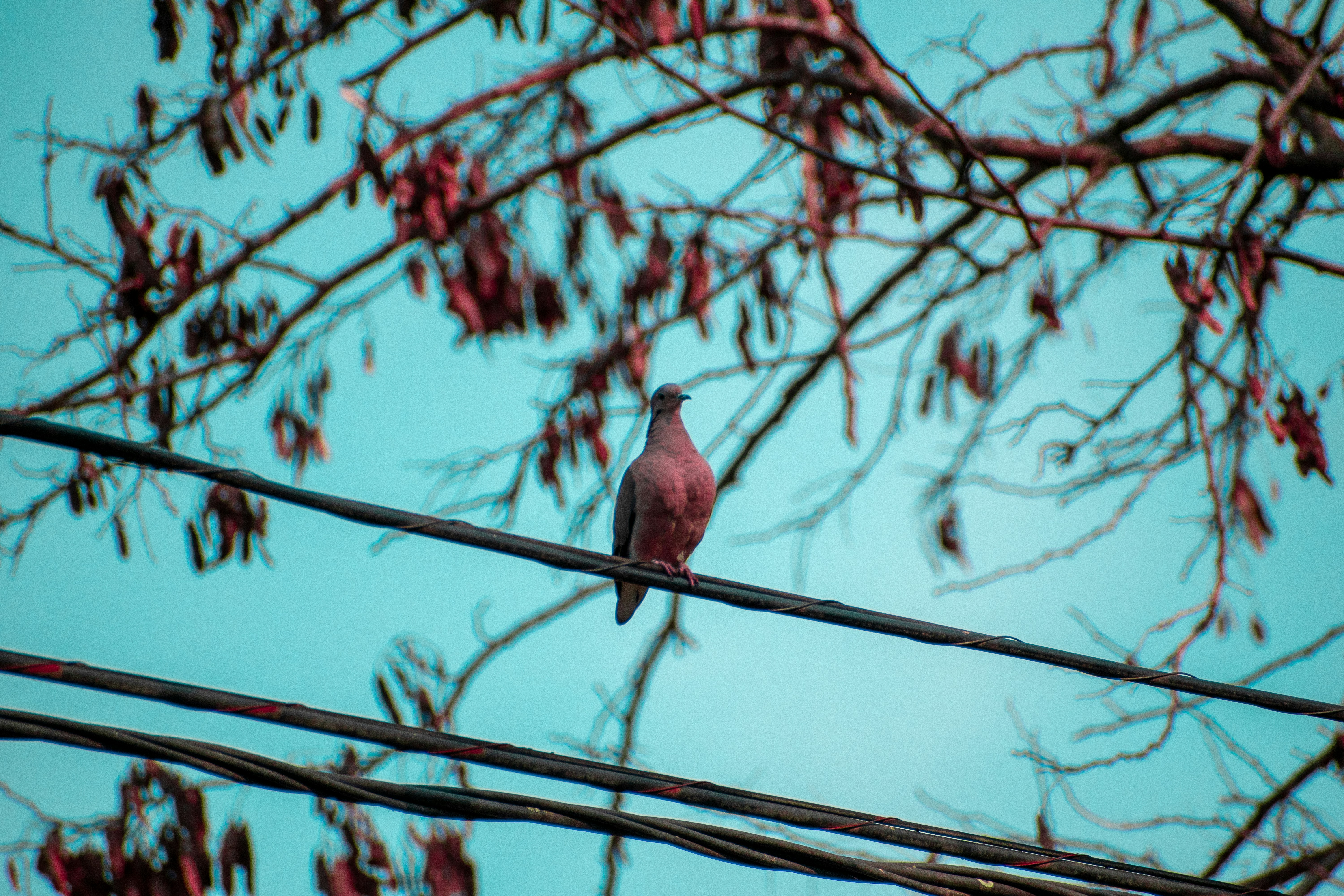 brown bird on black wire during daytime