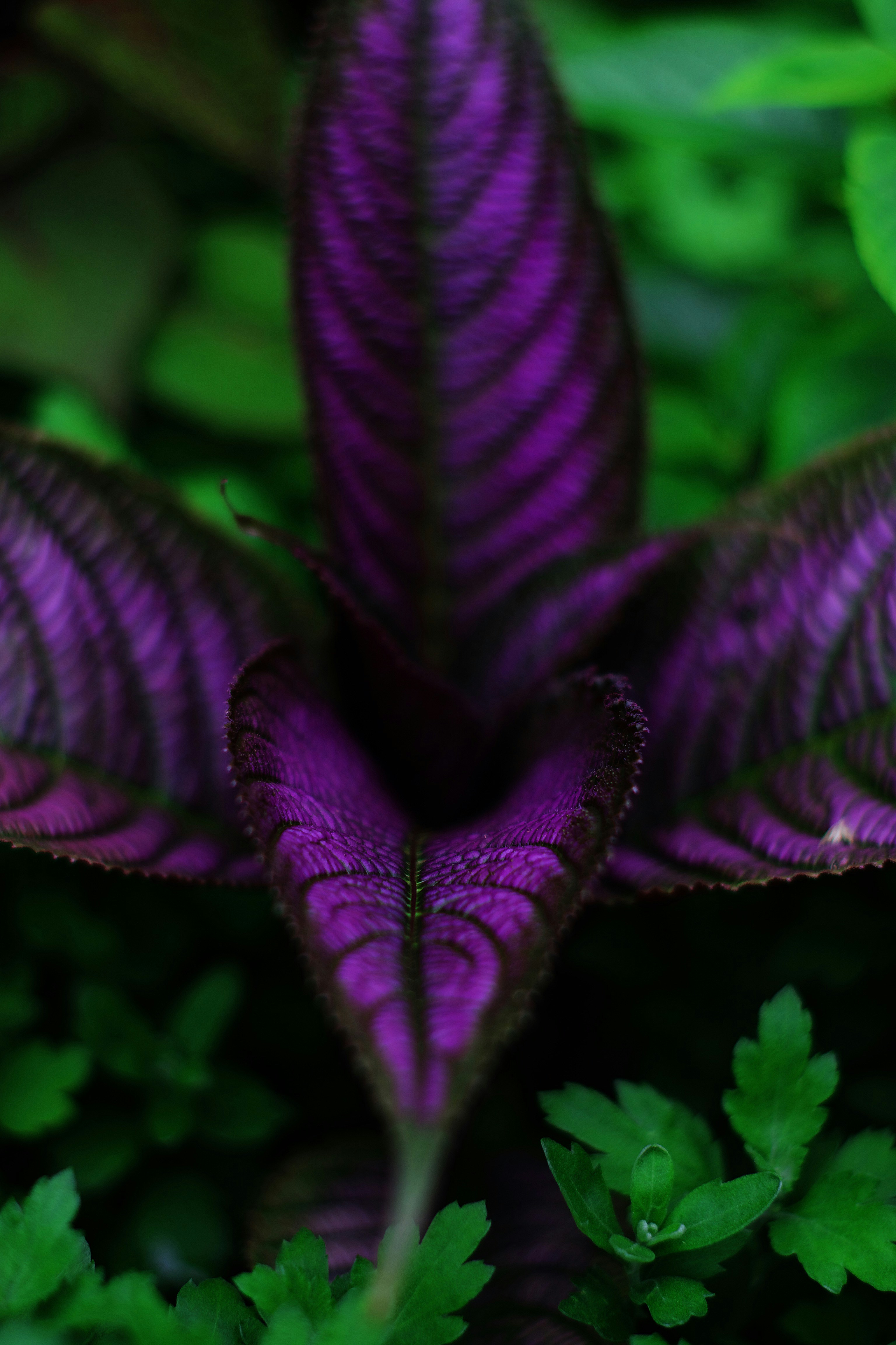 Close-up of vibrant purple leaves emerging from a lush green backdrop, showcasing intricate patterns and textures.