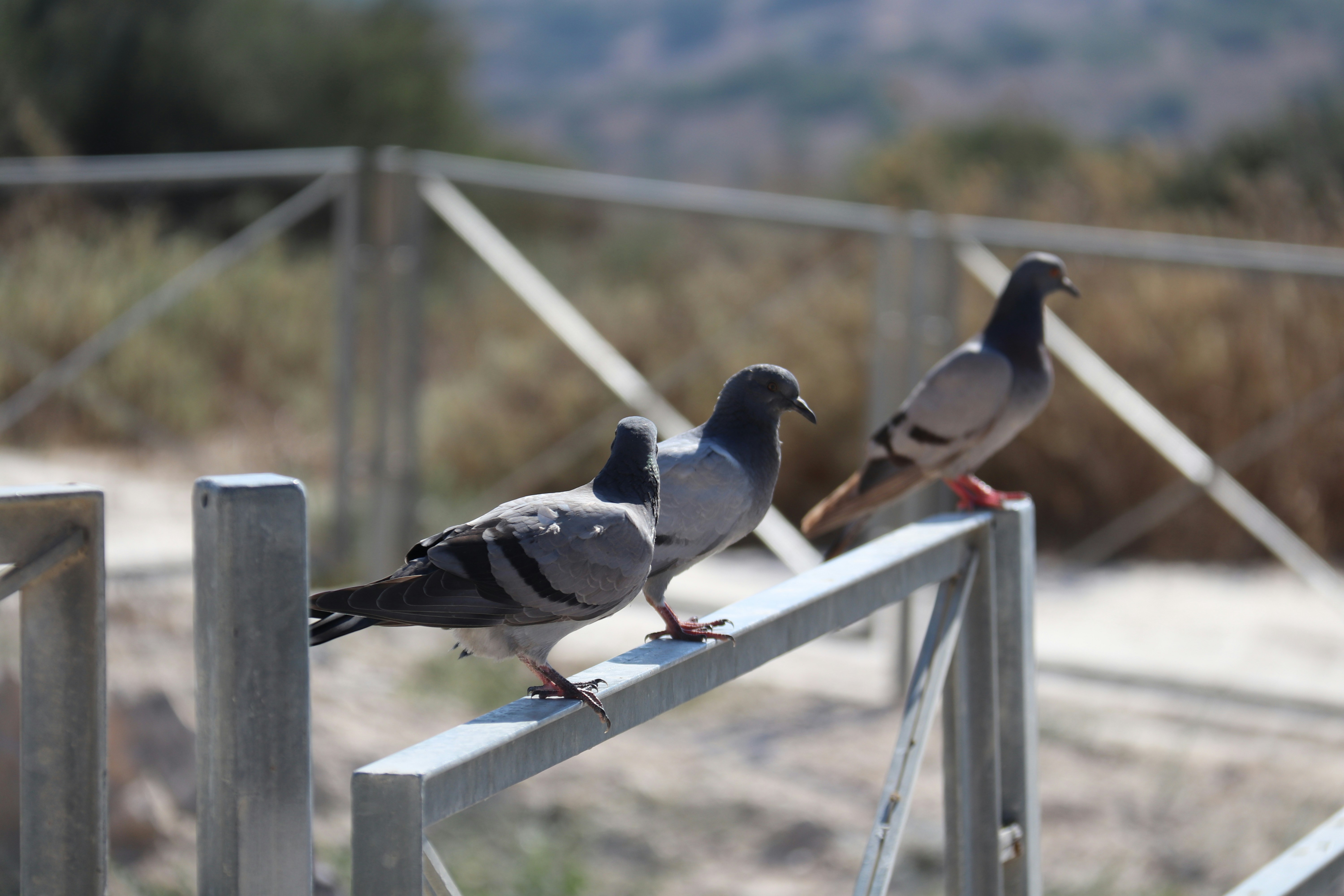 Trio on Weathered Rails: Pigeons in Crisp Sunlight