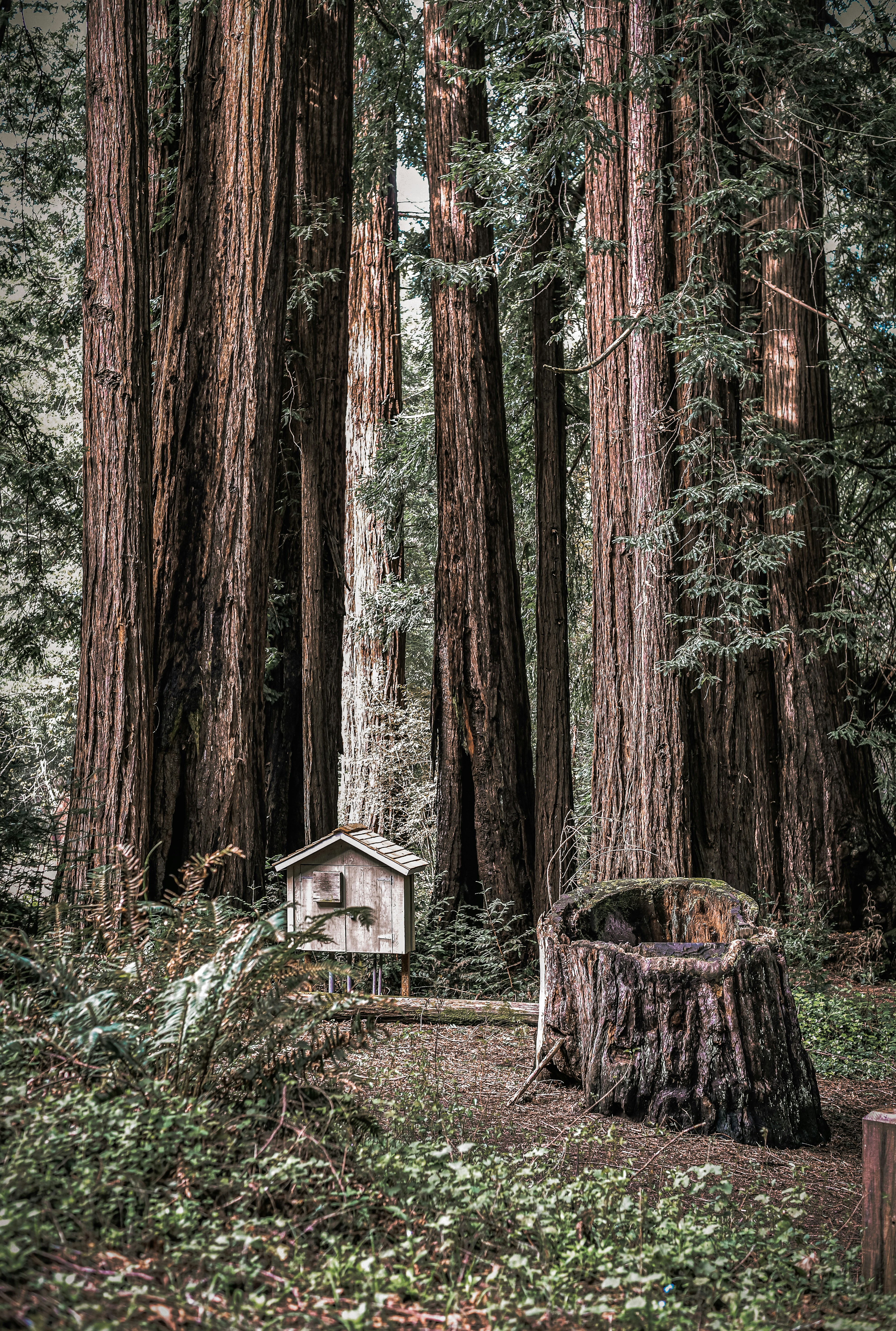 A serene forest scene featuring towering redwood trees, a rustic birdhouse, and a weathered tree stump surrounded by lush greenery.