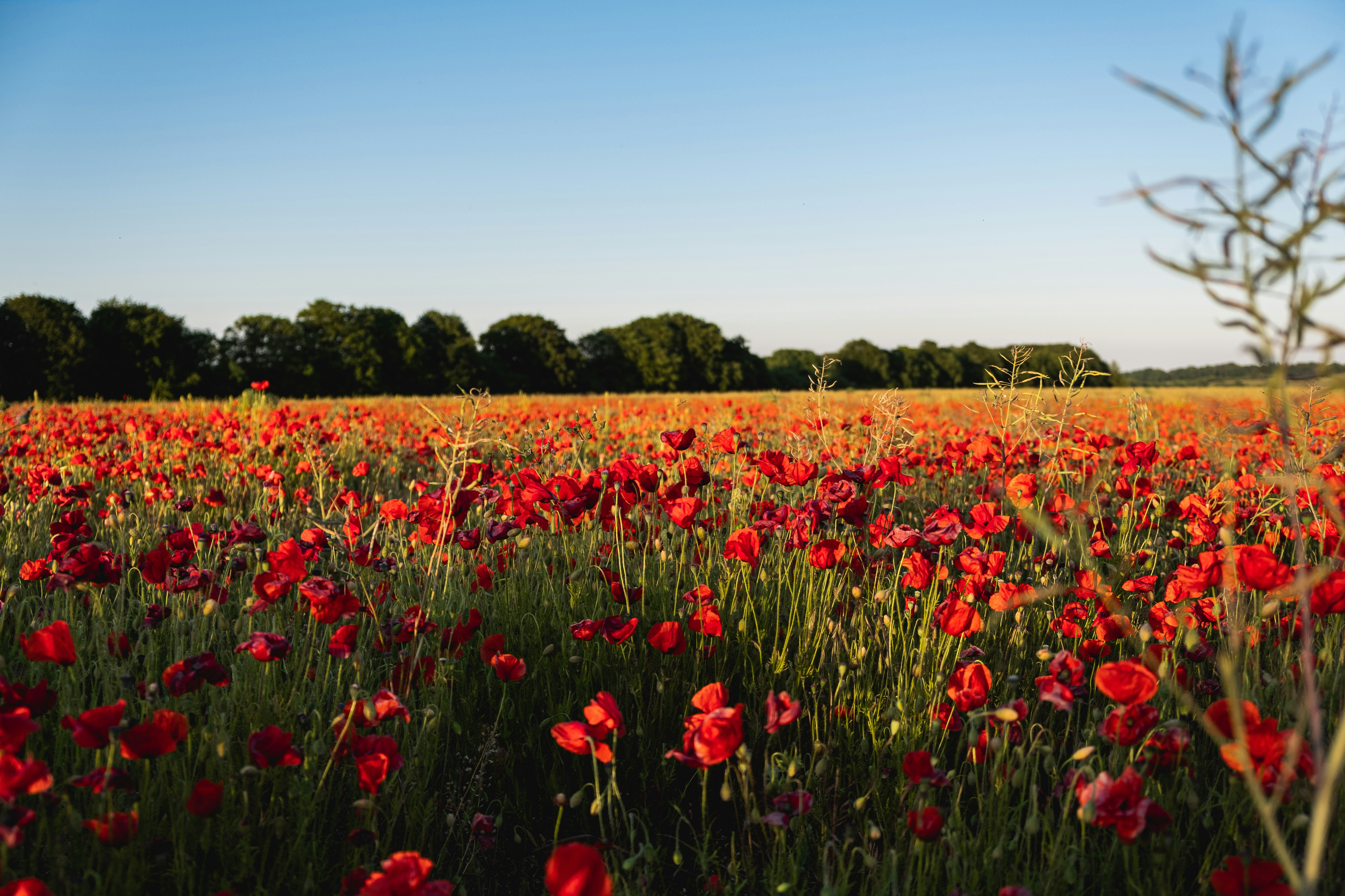 Red flower field under blue sky during daytime photo – Free Poppy Image ...