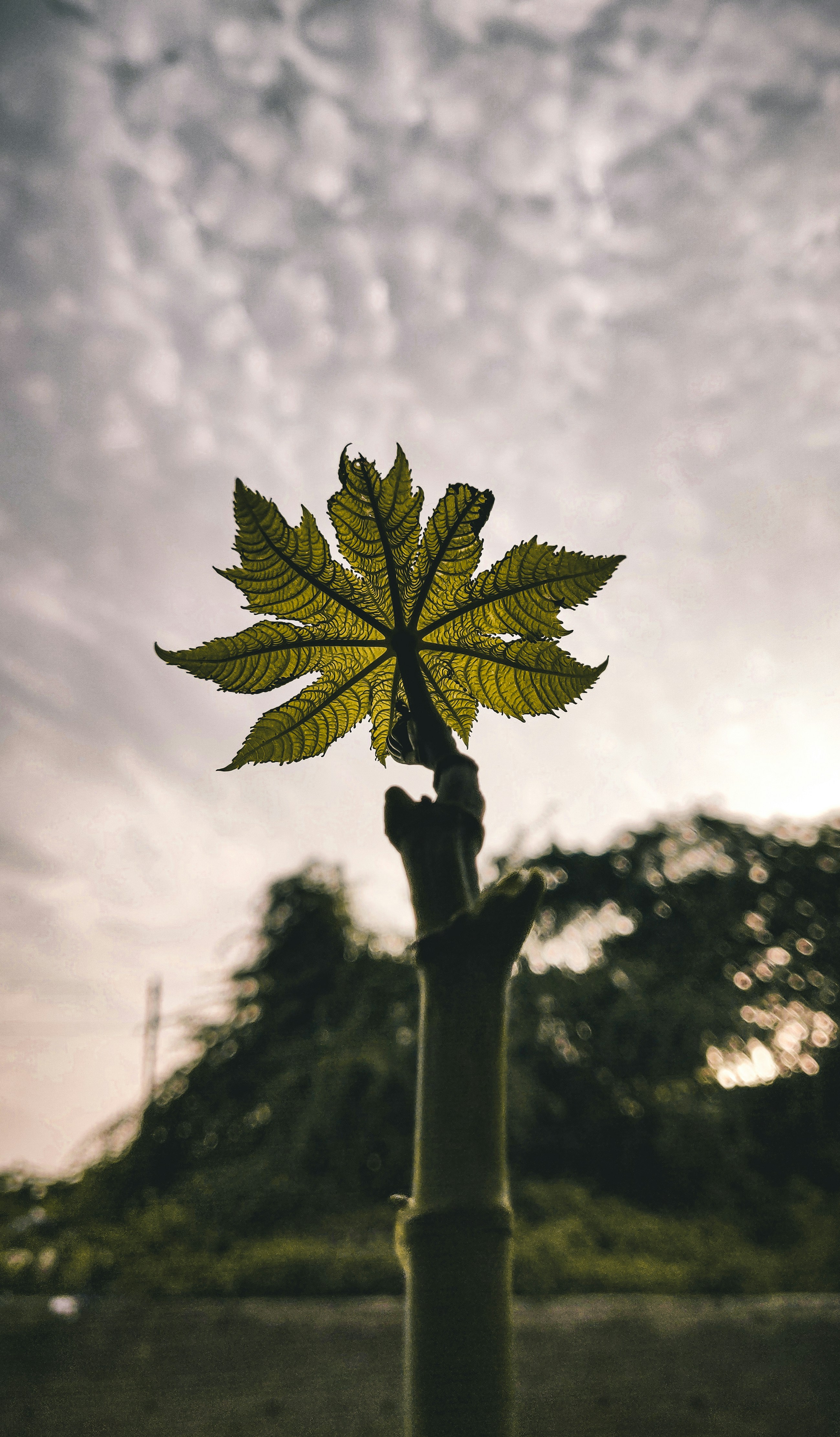 Backlit Palmate Leaf Reaching Toward a Cloudy Sky