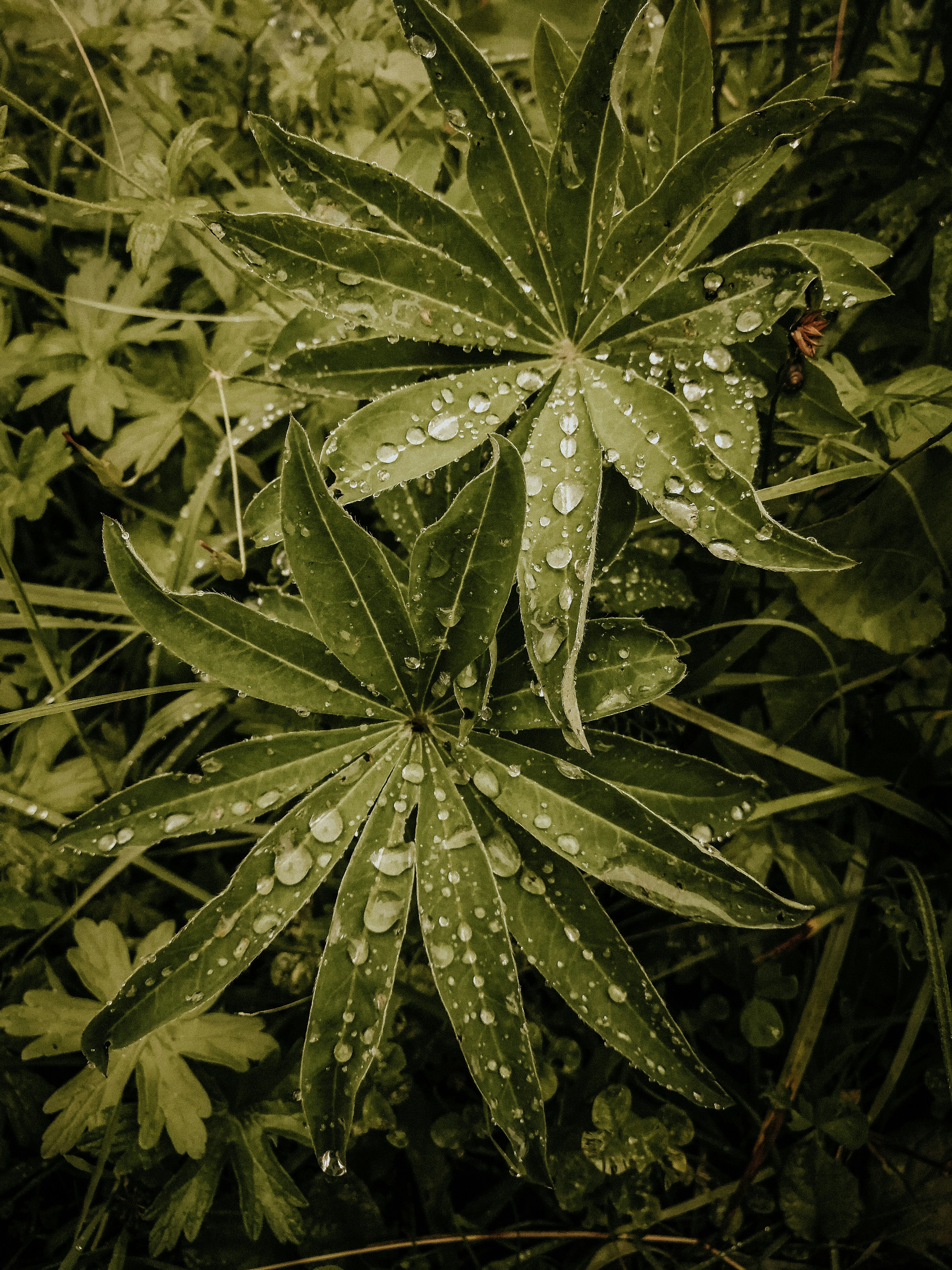 Lush green leaves adorned with glistening droplets, showcasing the beauty of nature after a refreshing rain.
