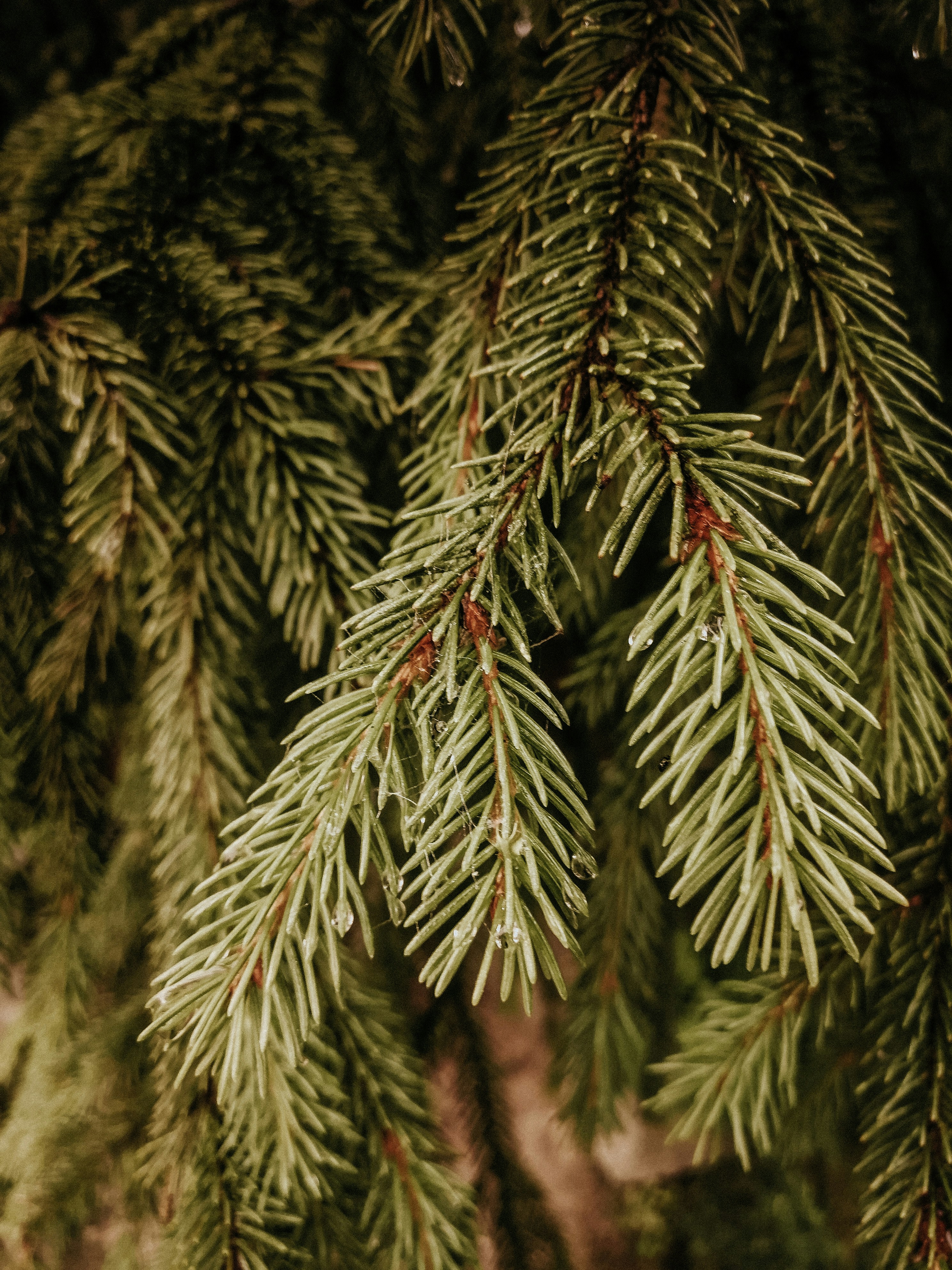 Close-up of evergreen tree branches adorned with droplets of water, showcasing the intricate details of the foliage.