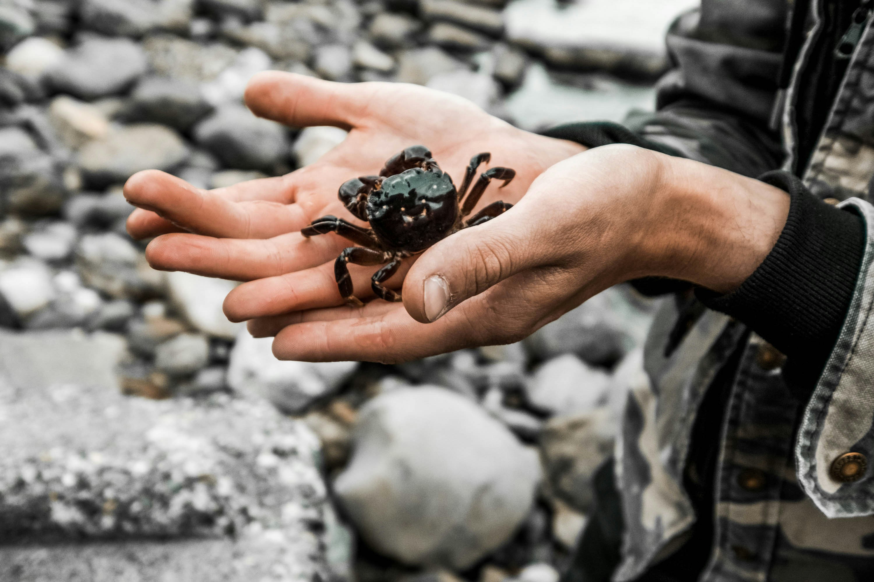 Crab in Hand: A Close Encounter by Pebbled Shore