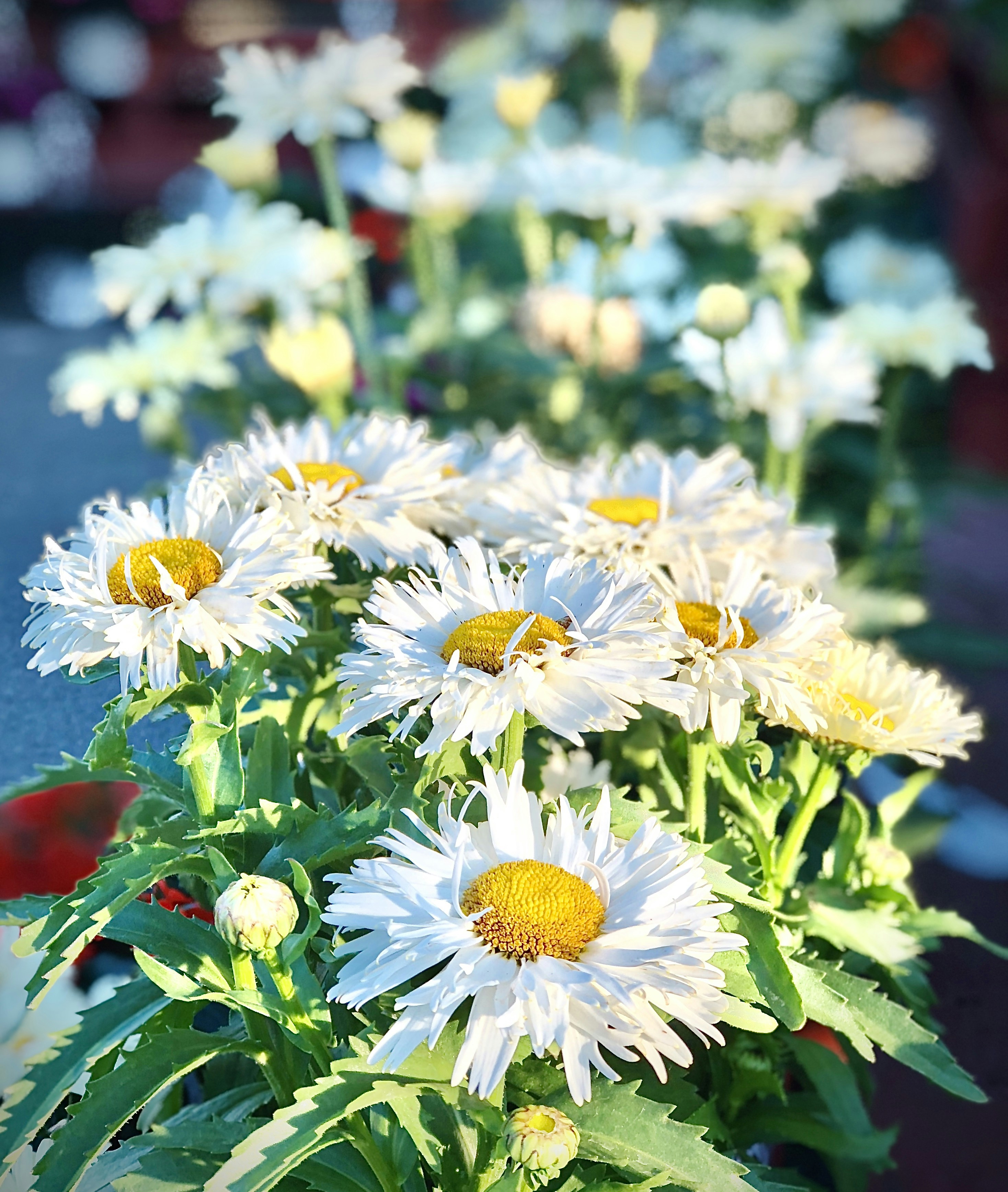 Petaled Constellation: White Daisies in Sunlit Focus