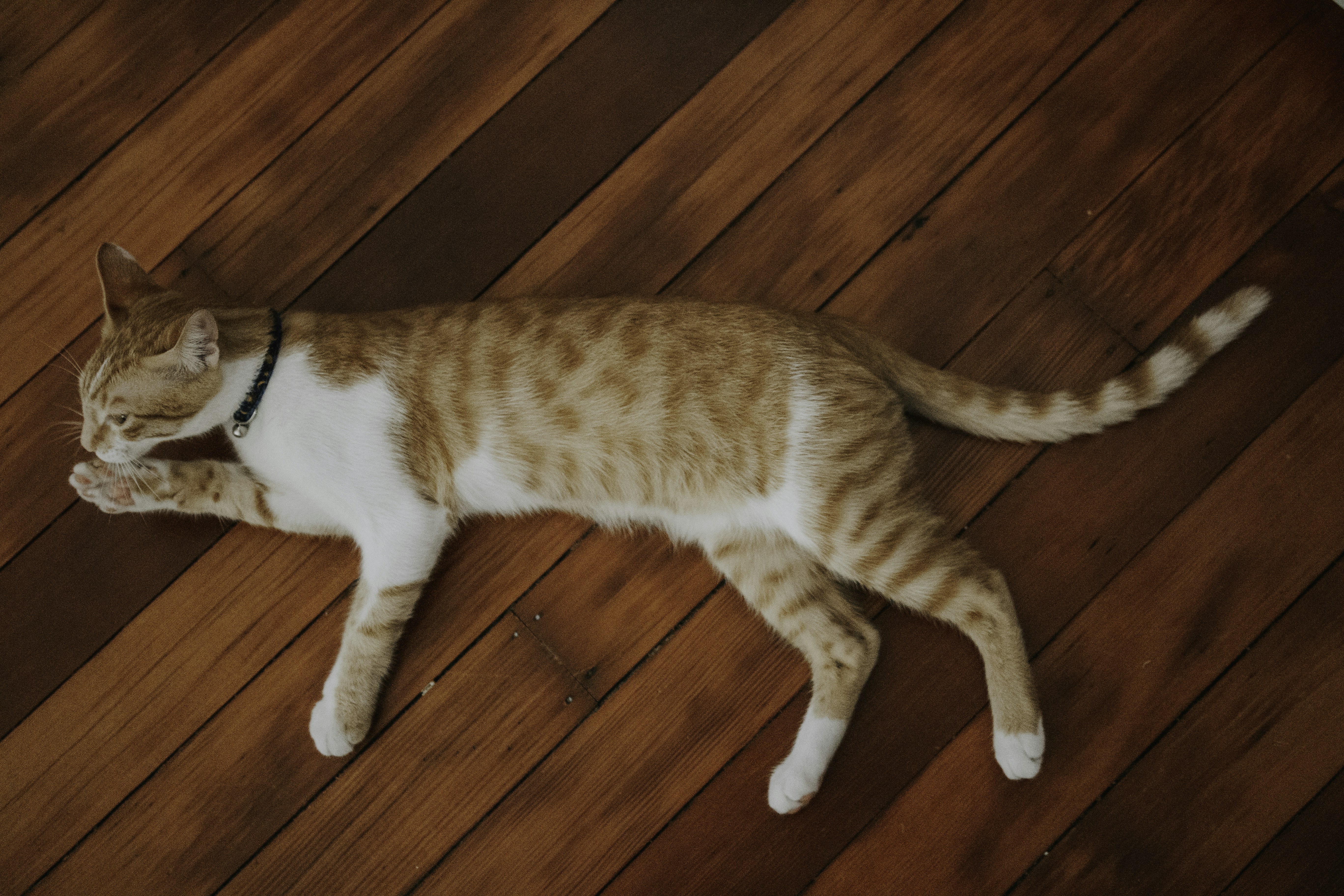 Orange and white tabby cat on brown wooden floor photo – Free Brown ...