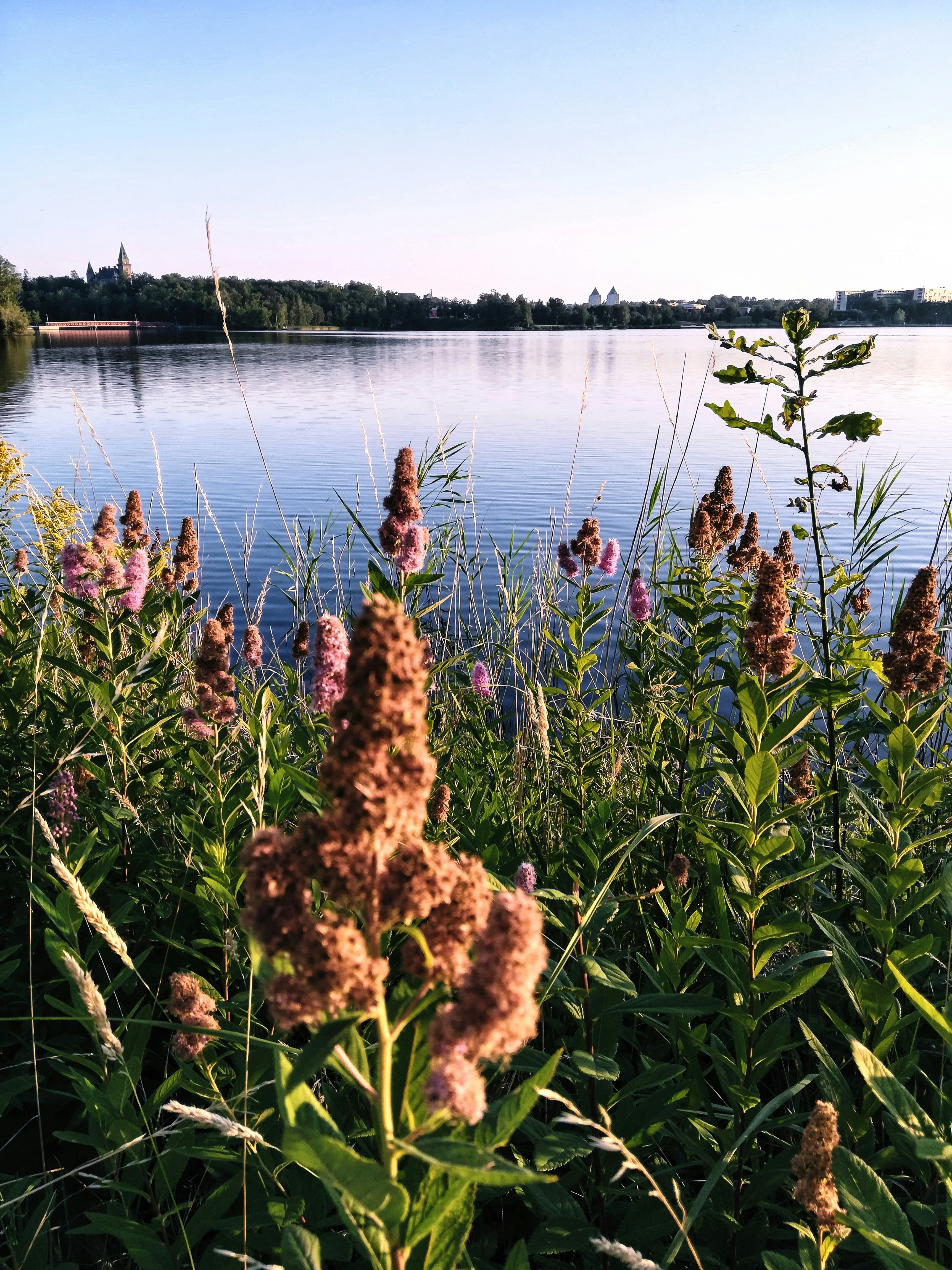 Pink Spikelets at the Lakefront: A Quiet Meadow by the Water