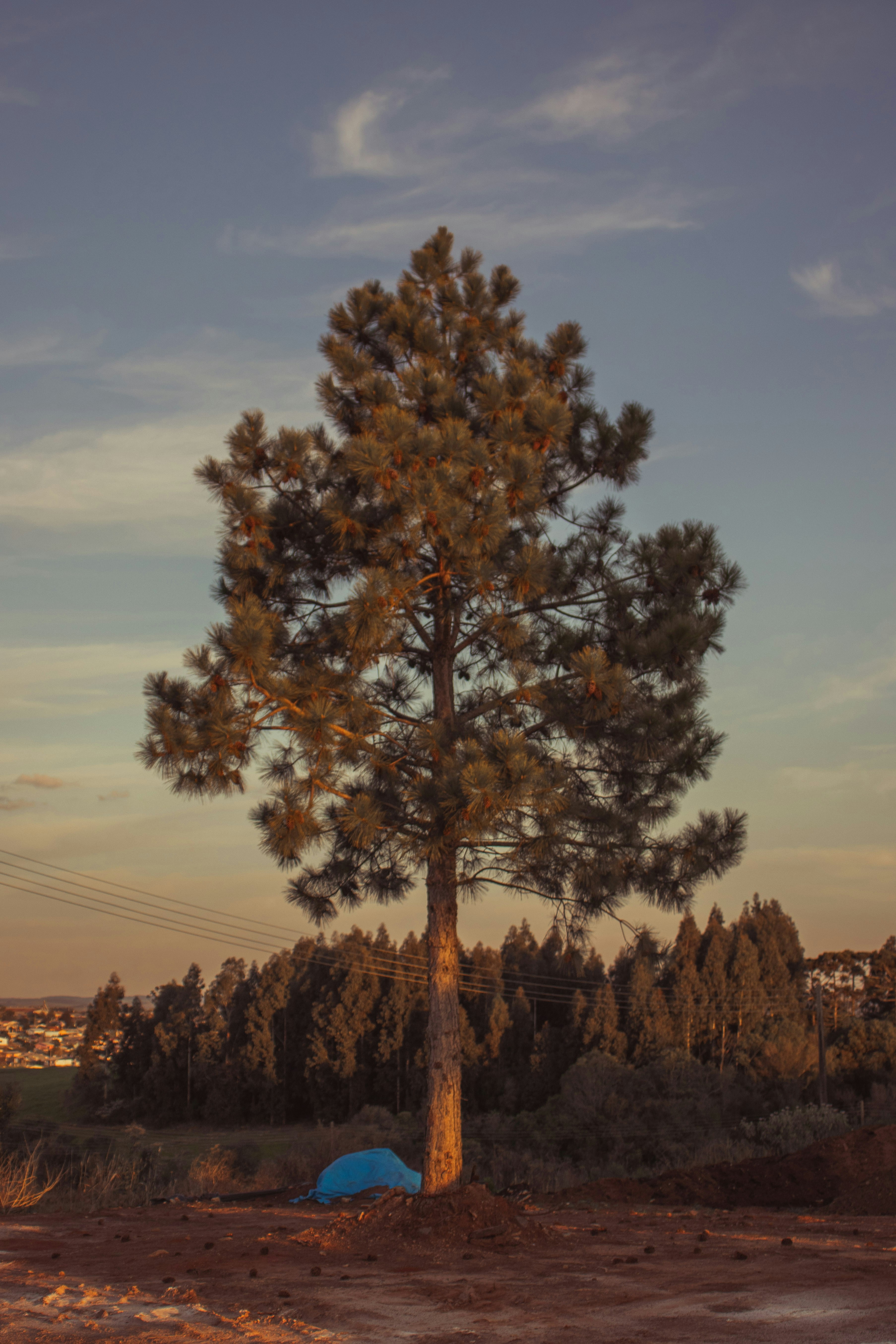 green tree under blue sky during daytime