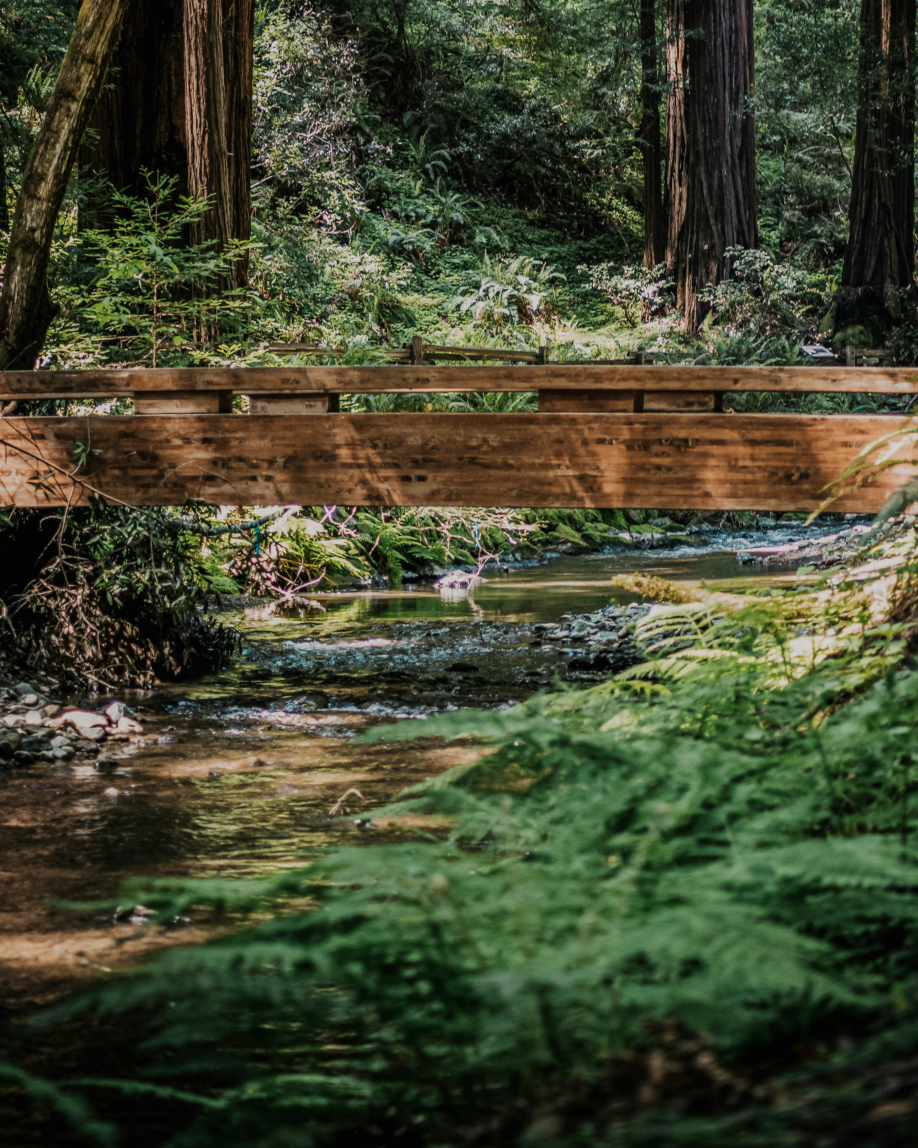 Forest Bridge Pictures | Download Free Images on Unsplash