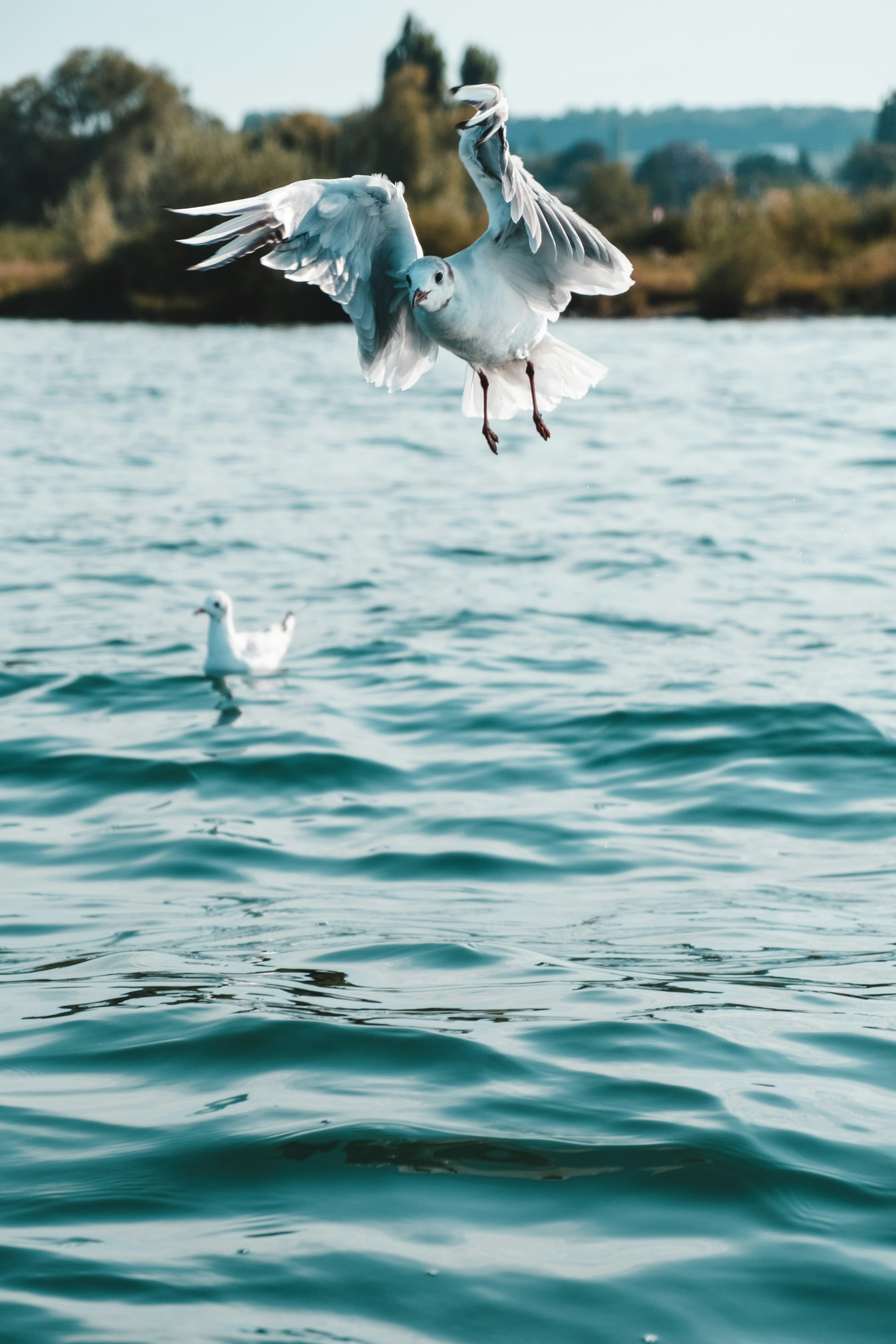 White bird flying over the sea during daytime photo – Free Lake ...