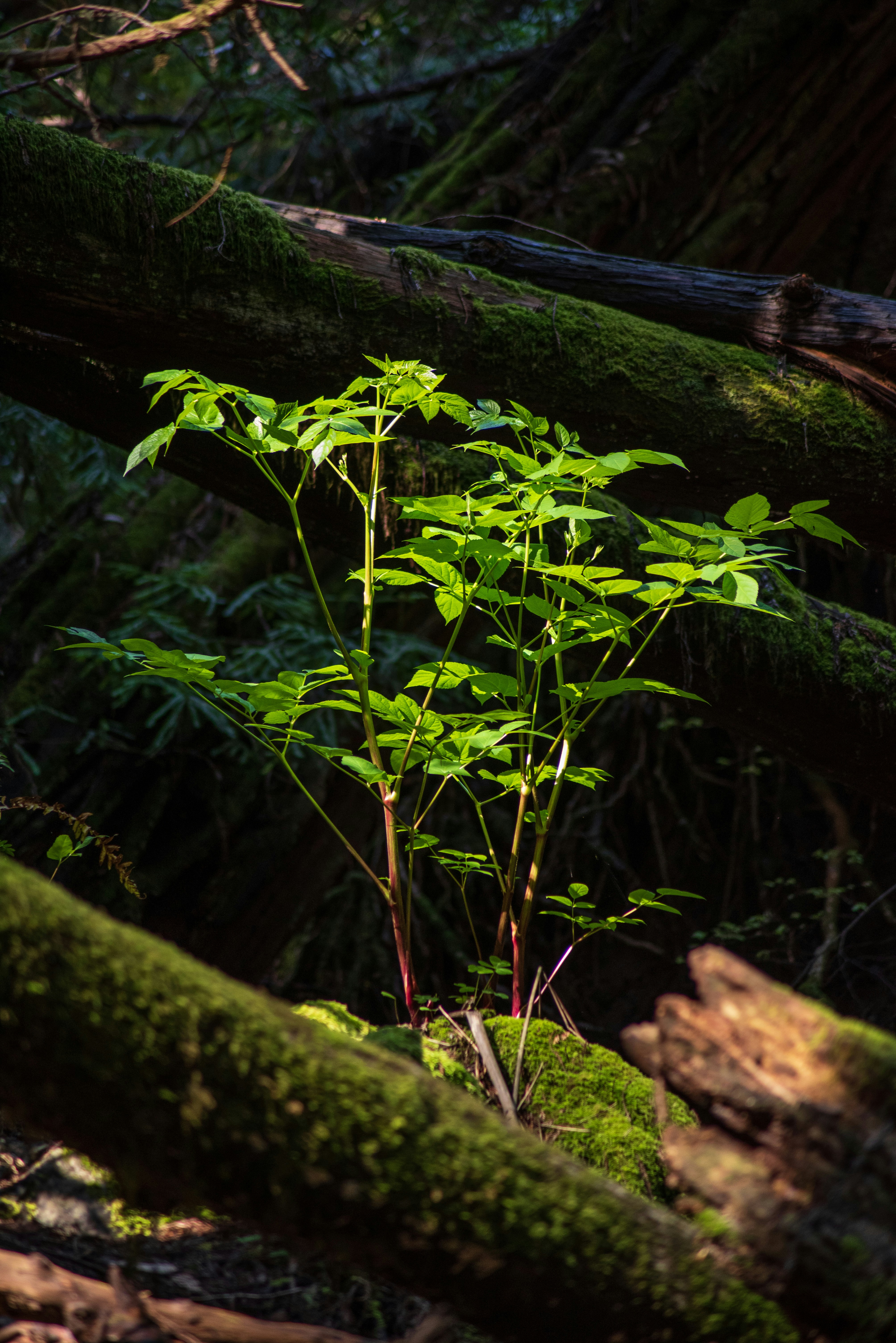Baby Tree Pictures | Download Free Images on Unsplash