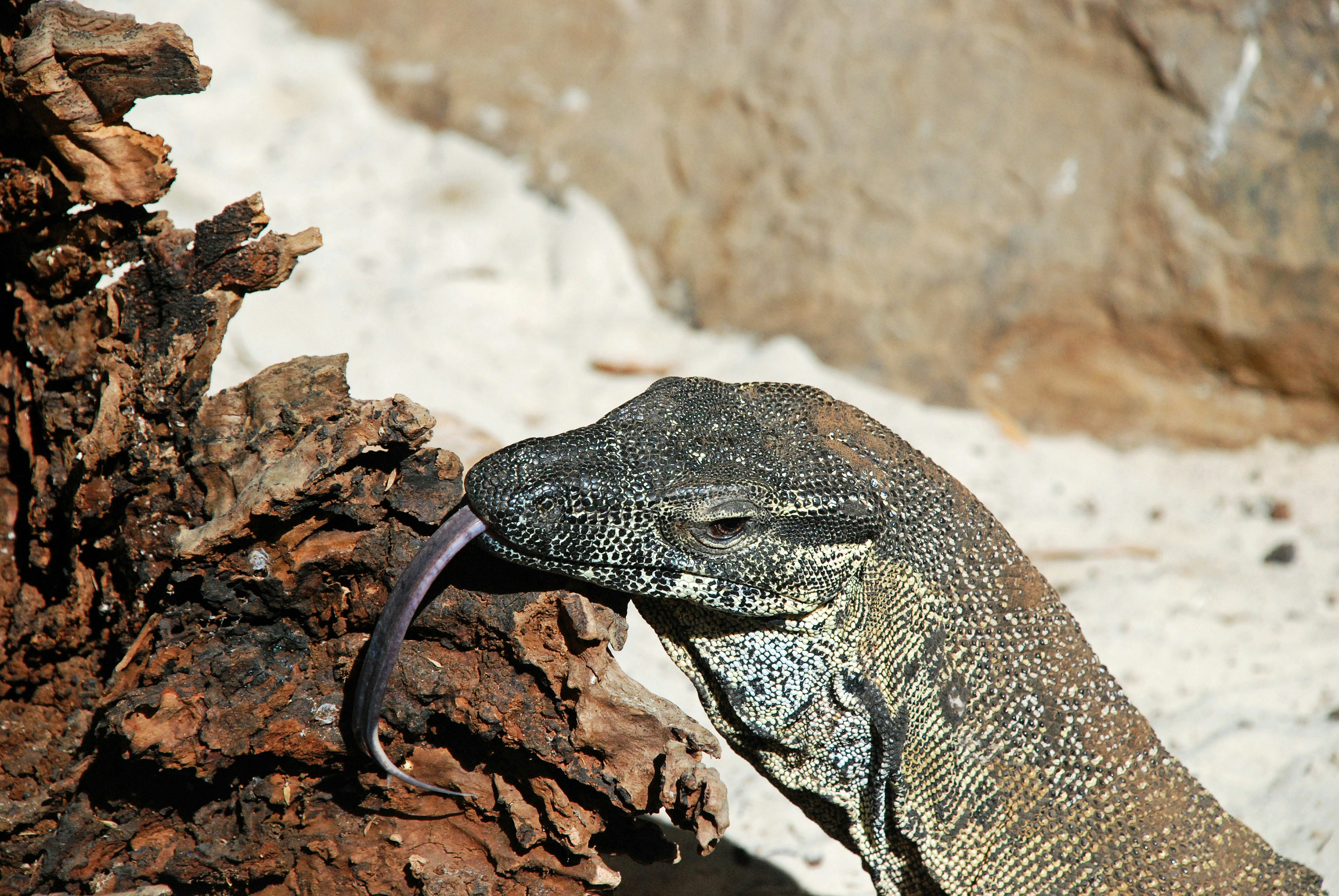 Desert Monitor Nosing Out on a Dune-Tide Snack