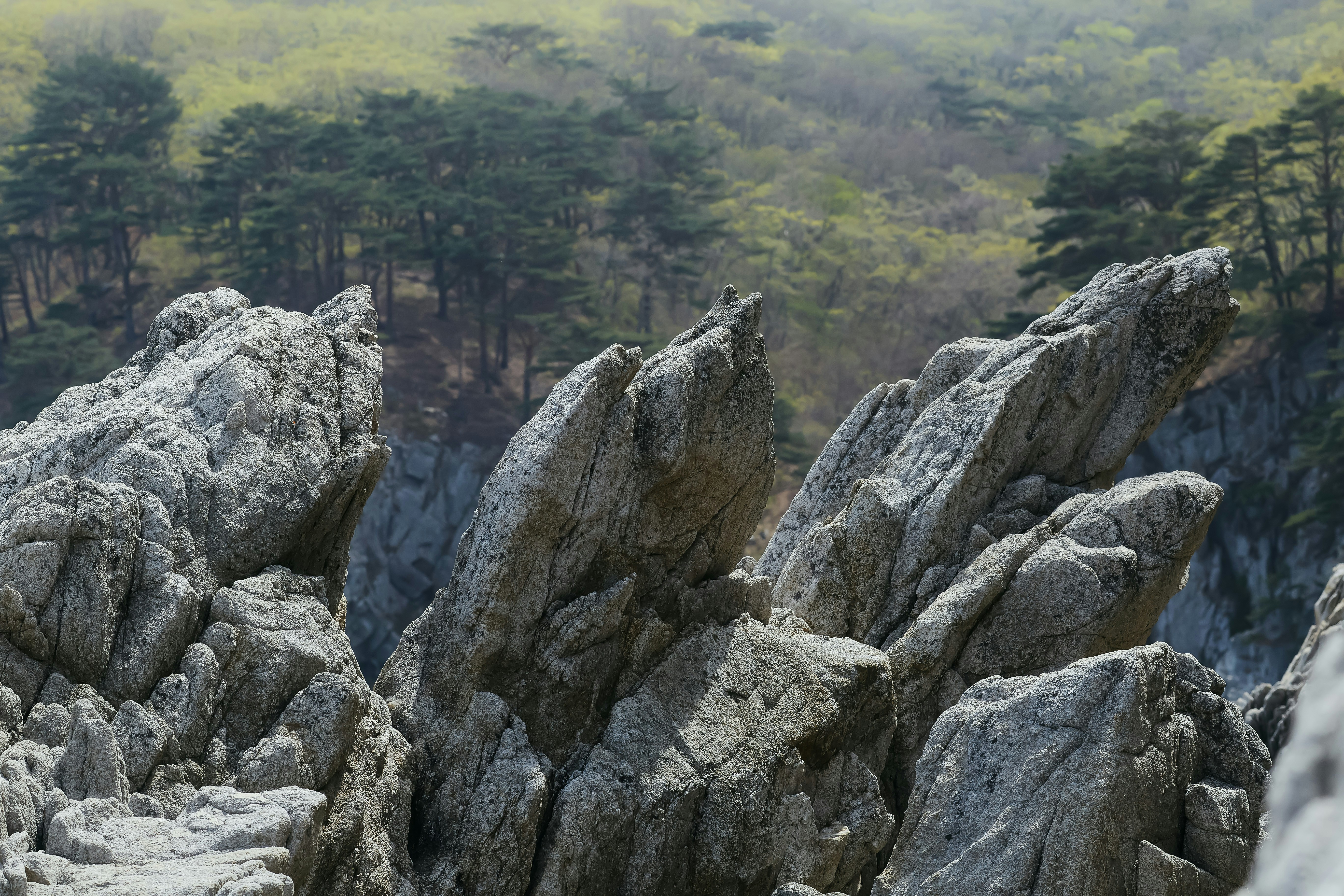 Grey textured rocks with sharp edges. High-resolution stone texture. Behind the stones is a blurred pine forest. Background with stones for your design.