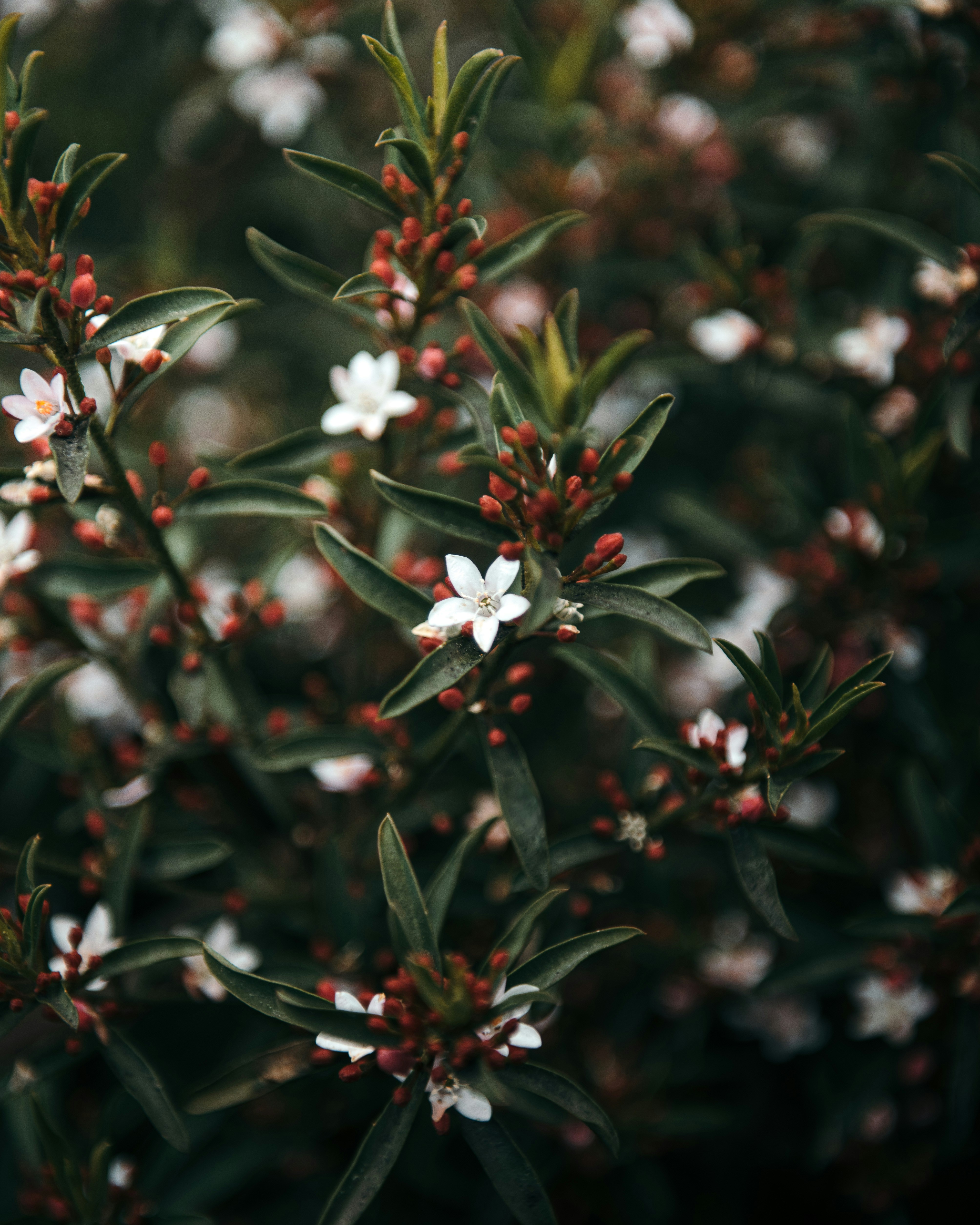 Australian Flora Pictures | Download Free Images on Unsplash