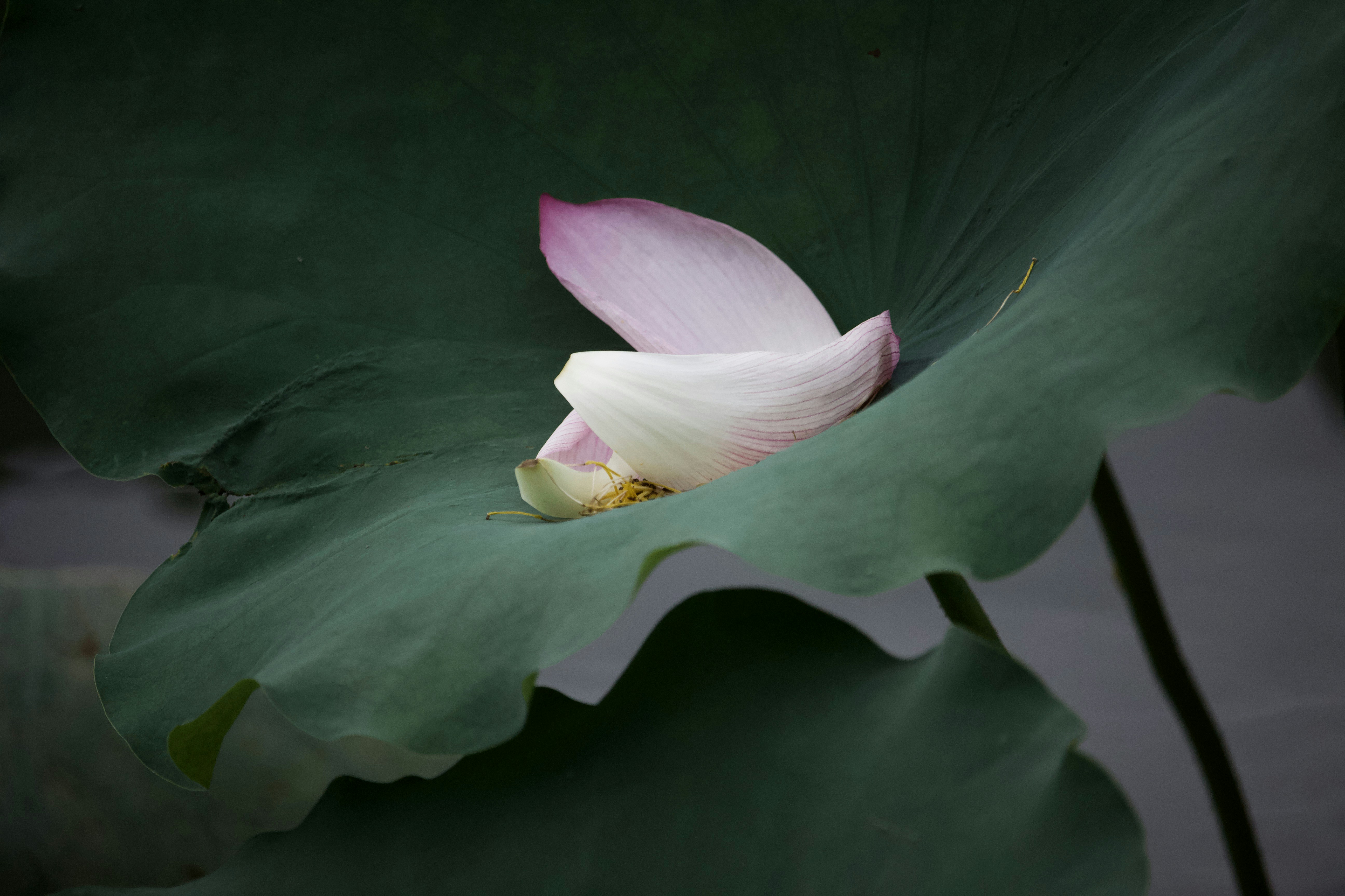 Delicate lotus flower resting on a large green leaf, showcasing its soft pink and white petals against a tranquil backdrop.