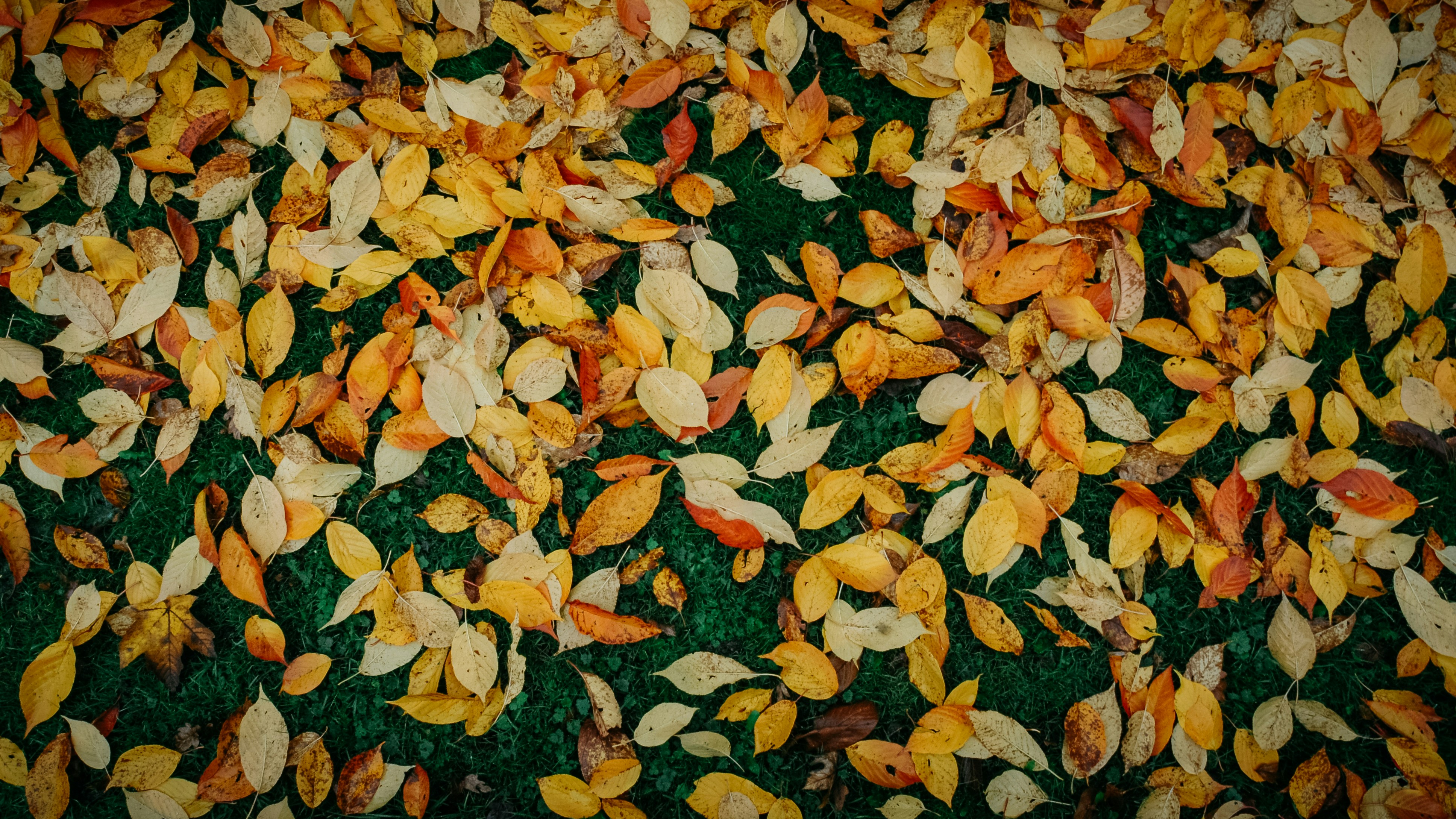 A vibrant carpet of autumn leaves in various shades of yellow, orange, and white, scattered across a grassy surface.