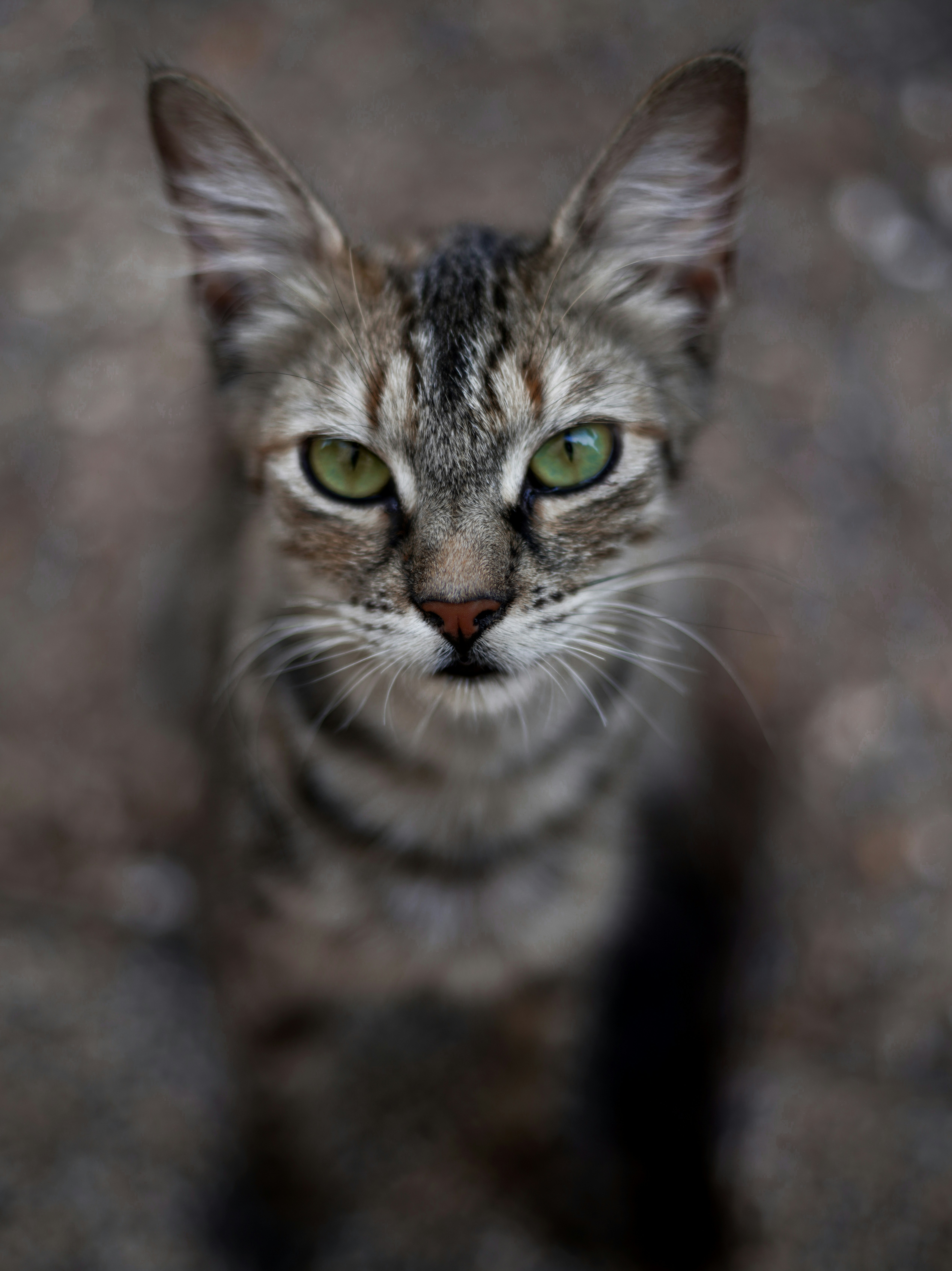 Close-up of a striped cat gazing directly at the viewer, showcasing its striking green eyes and detailed fur texture.