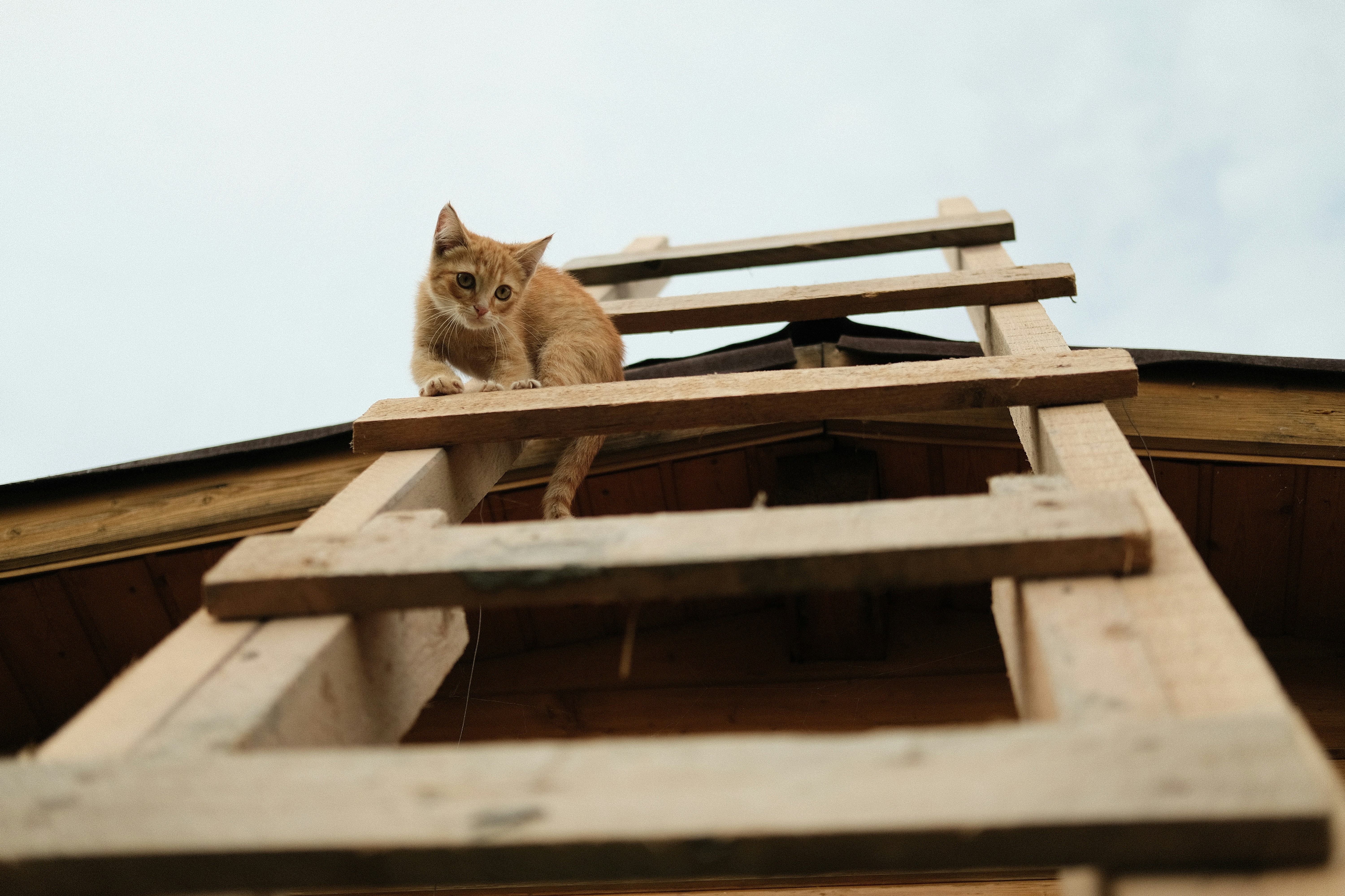 Ginger cat perched on a wooden ladder leading to a rustic cabin, gazing down with curiosity.