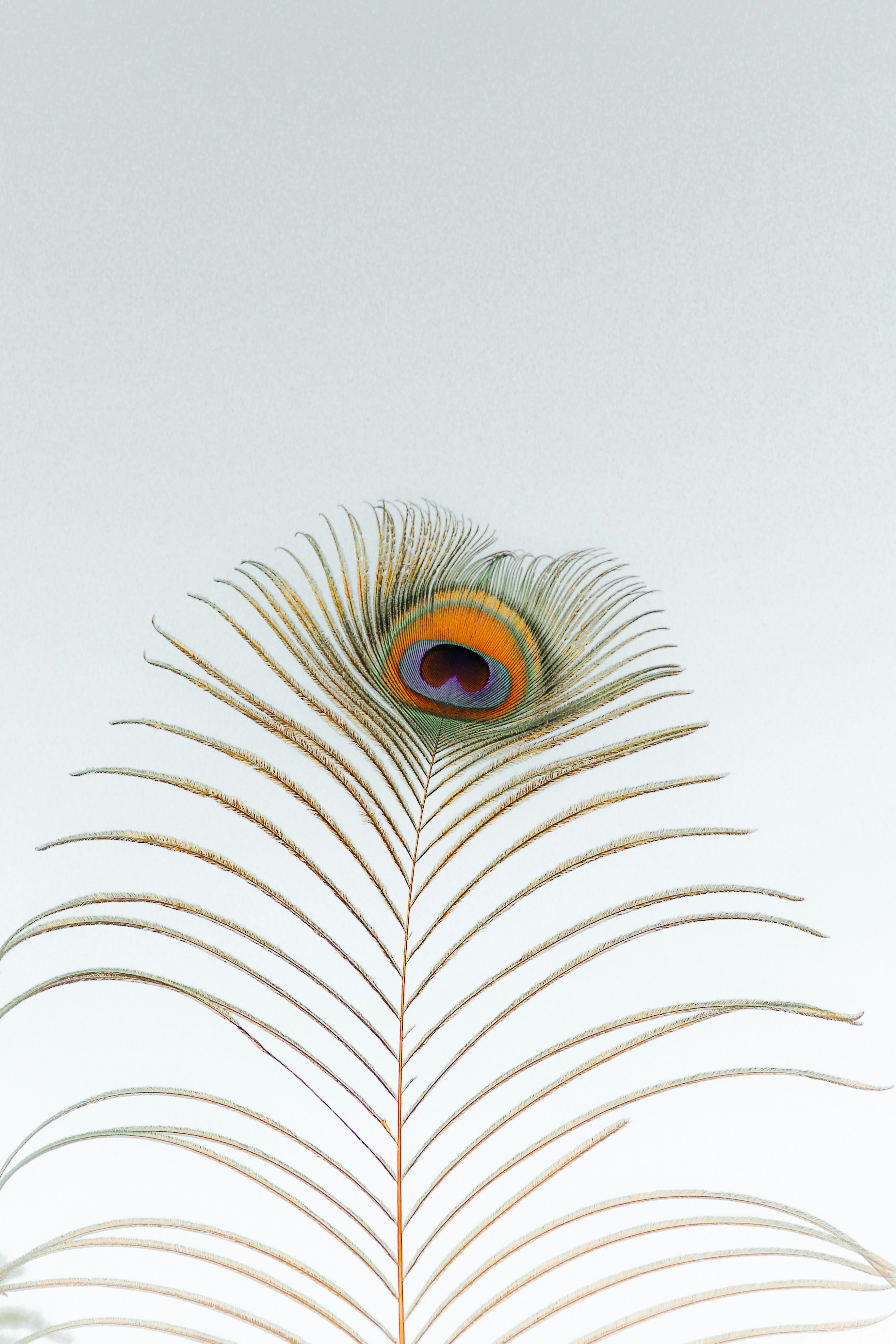 Iridescent Spotlight: The Eye of a Peacock Feather
