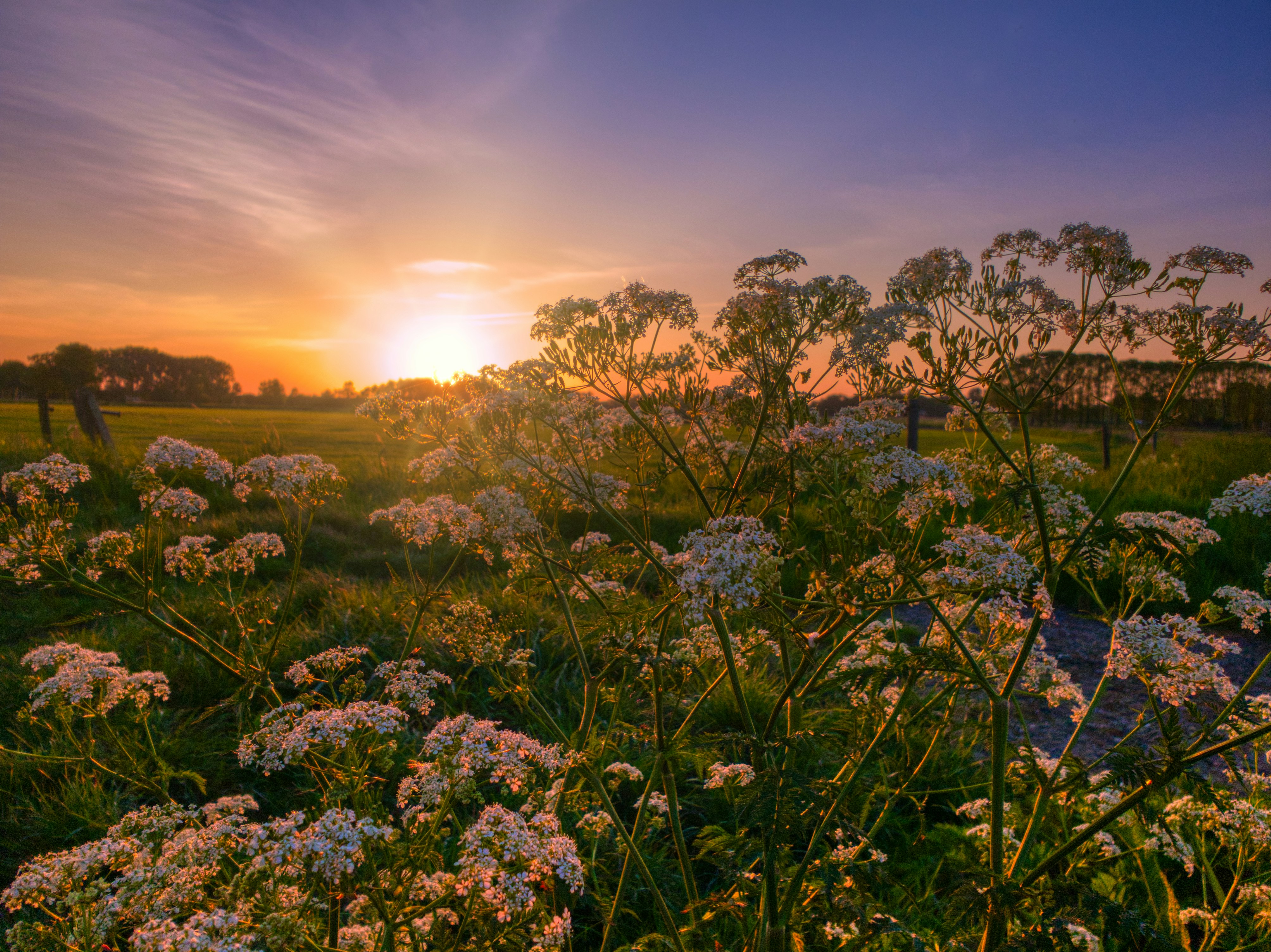 Sunlit Lace: Yarrow Field at Golden Hour