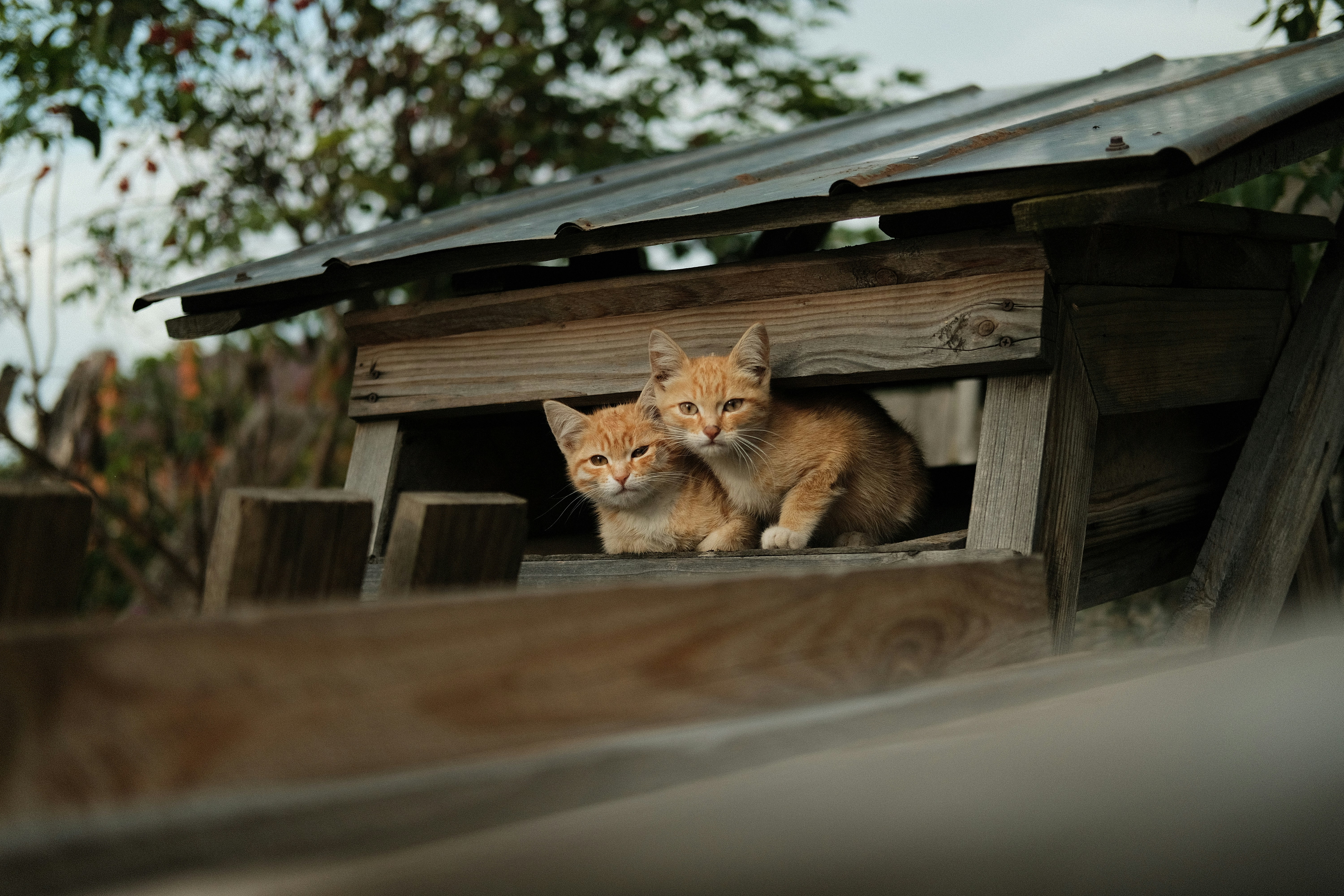 Two ginger kittens peering out from a rustic wooden shelter, surrounded by soft greenery. Their curious expressions convey a sense of playful alertness.