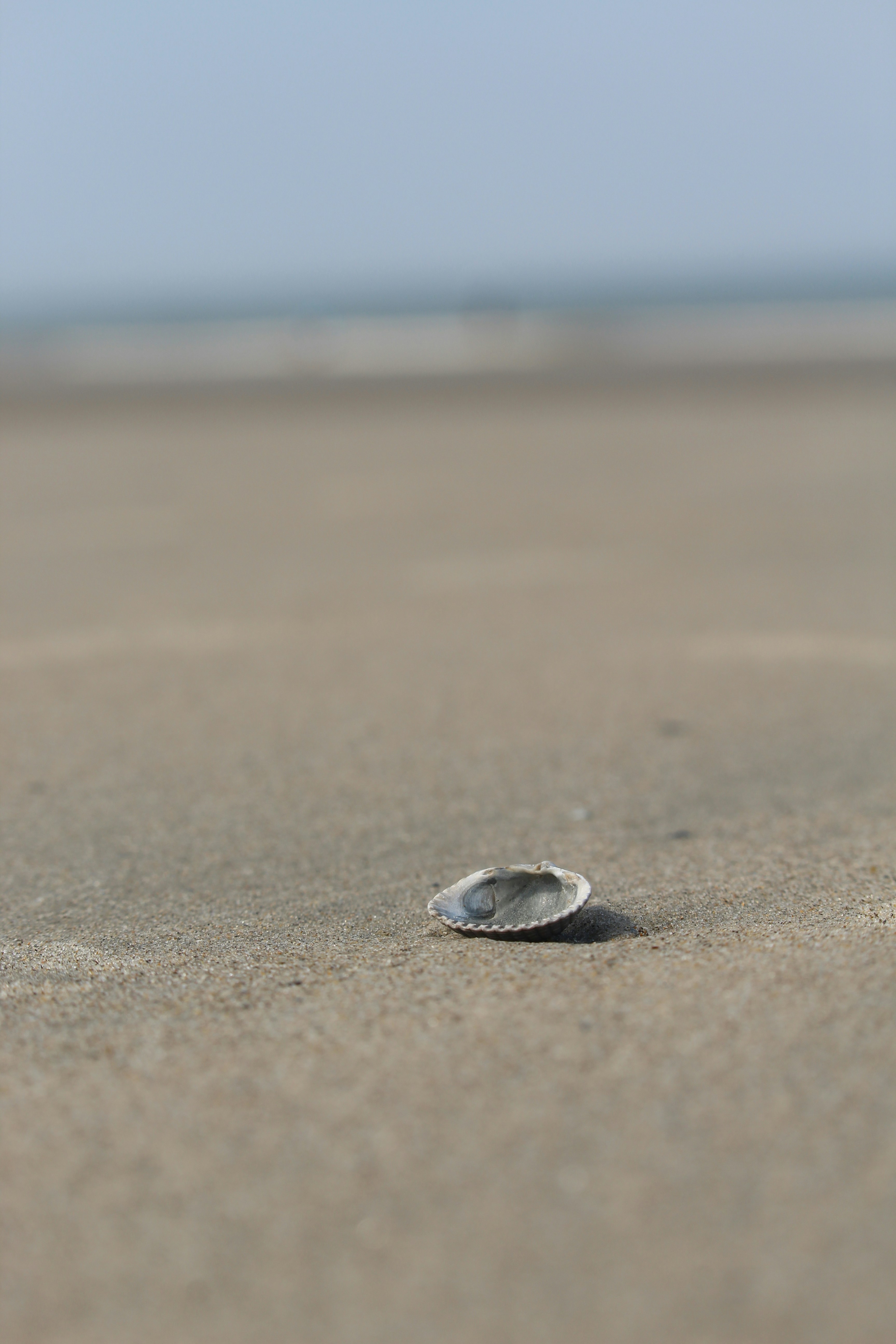 Shell in Focus on a Quiet Shore