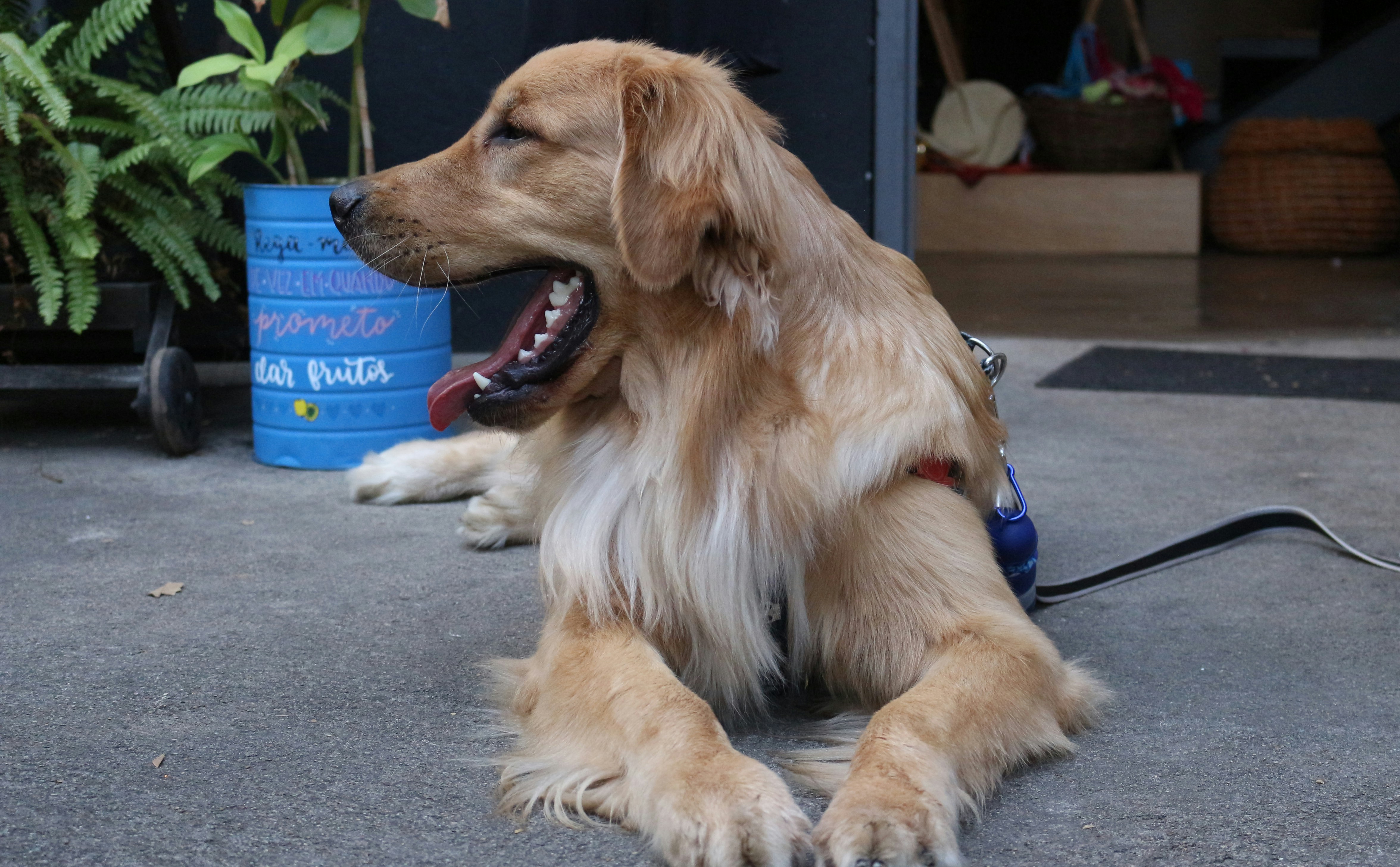 Golden retriever resting on a concrete floor, surrounded by plants and household items.