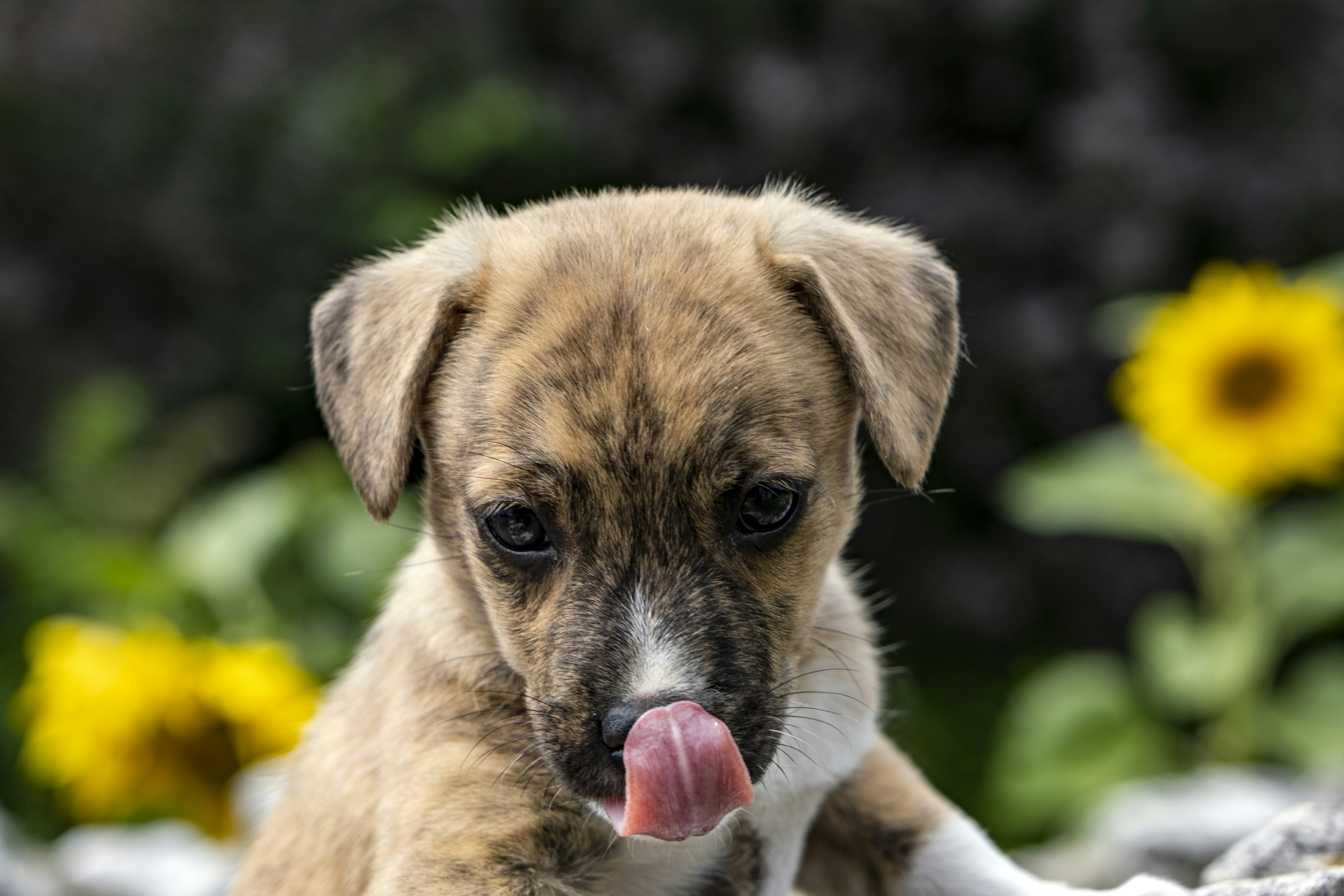 Little Puppy licking his nose