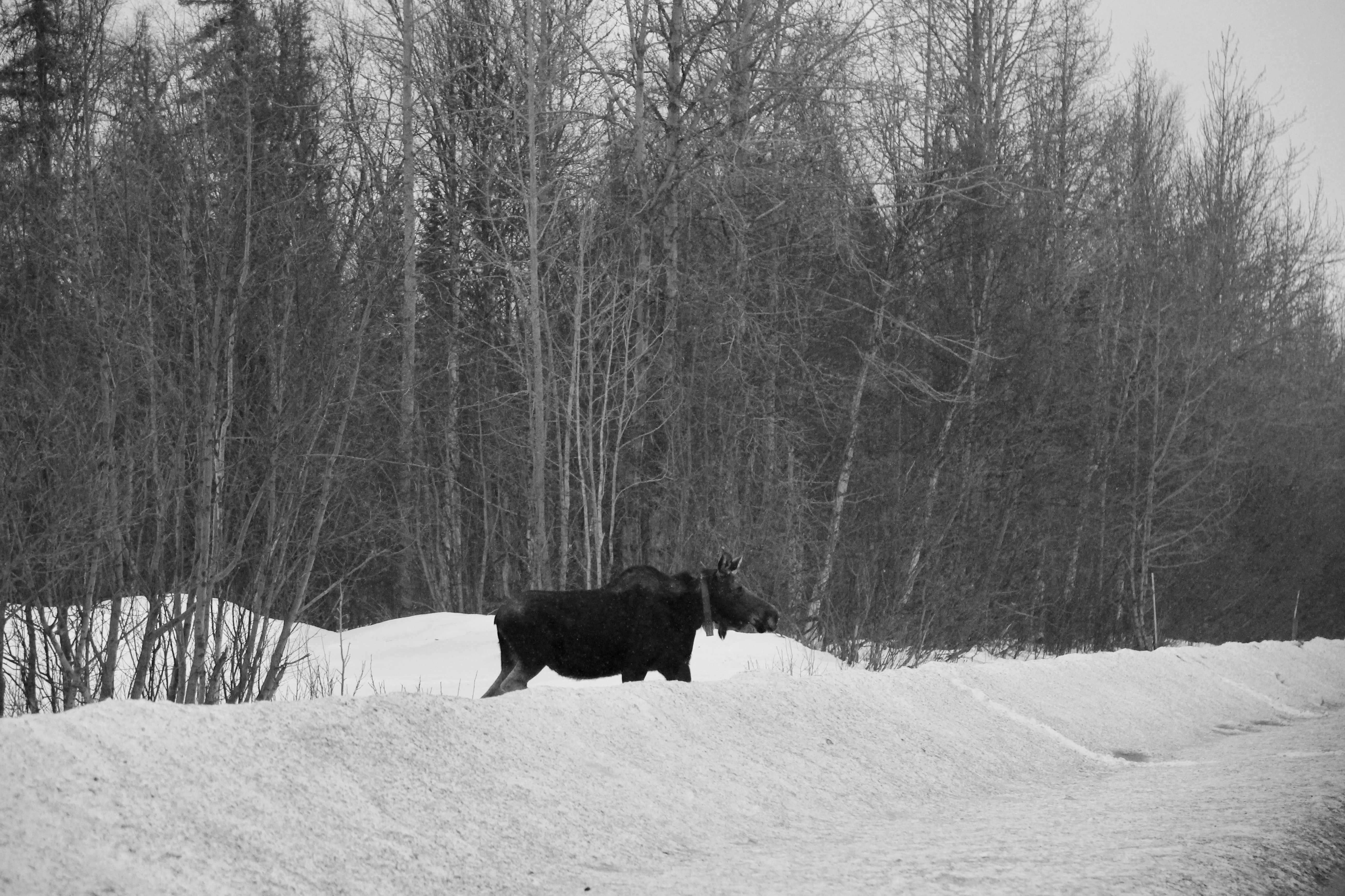 Moose Amidst Winter's Silence
