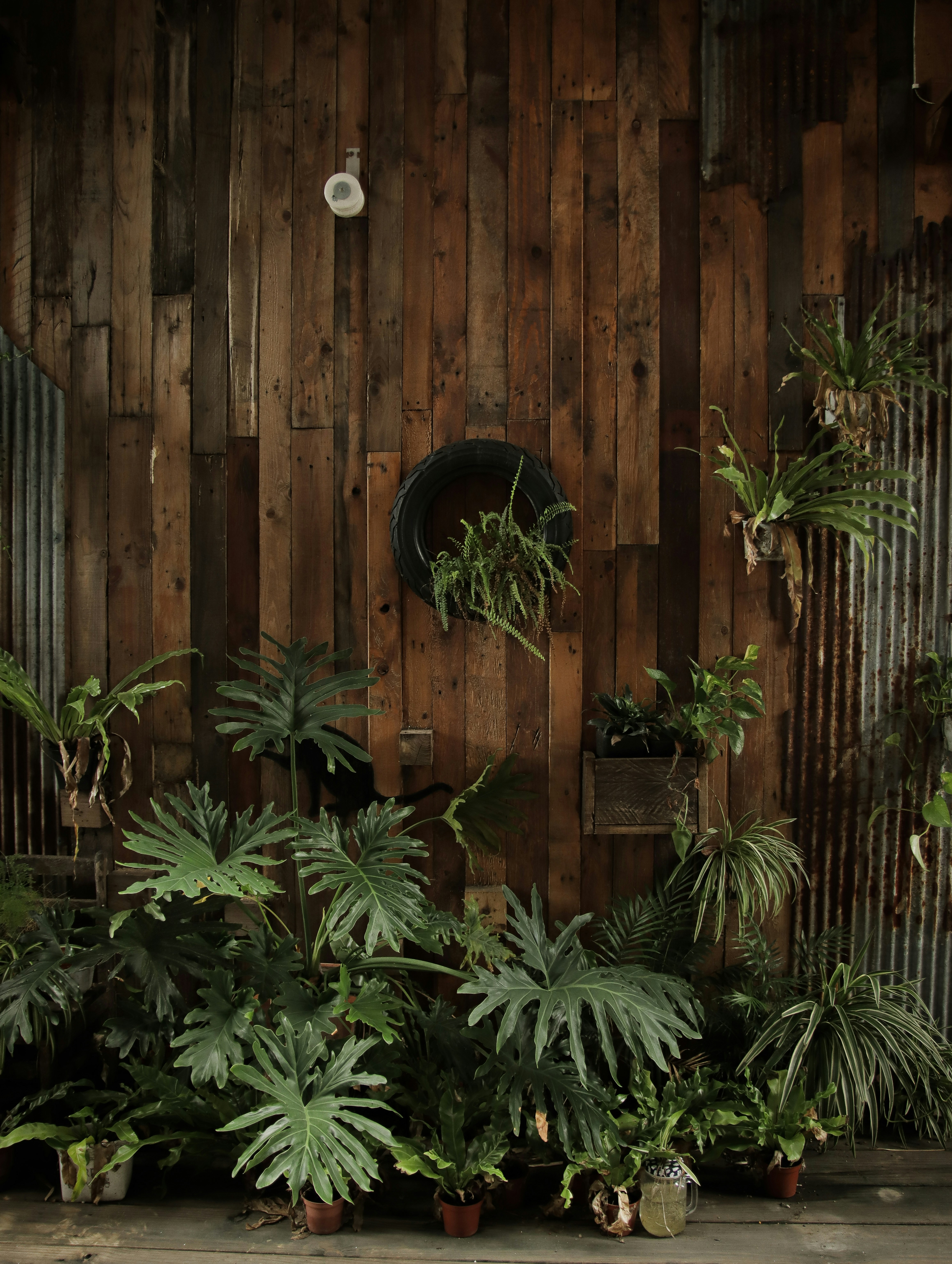Lush tropical plants arranged against a rustic wooden and metal backdrop, creating a harmonious blend of nature and design.
