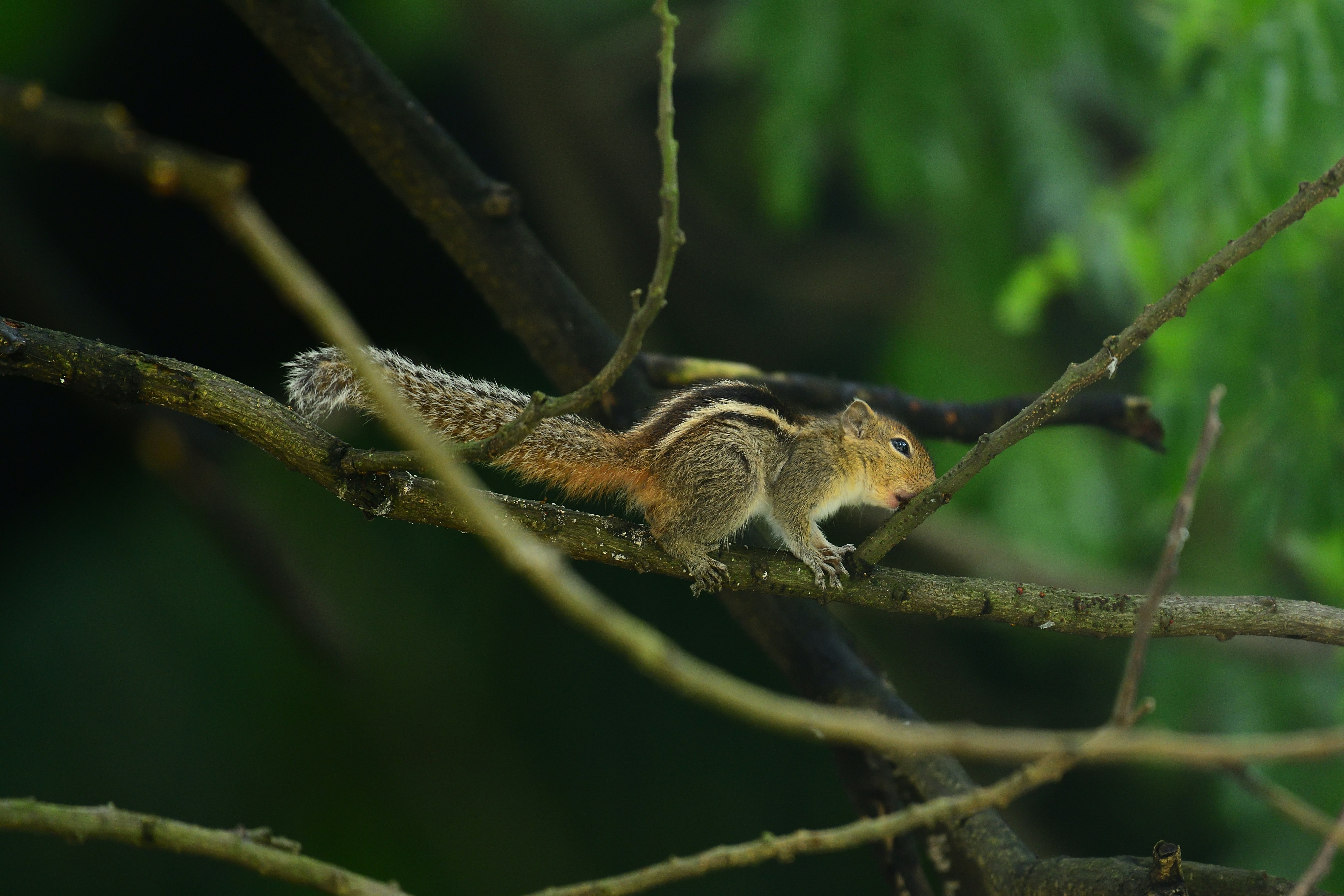 Saddle of a Tiny Squirrel: A Moment Amid Branches