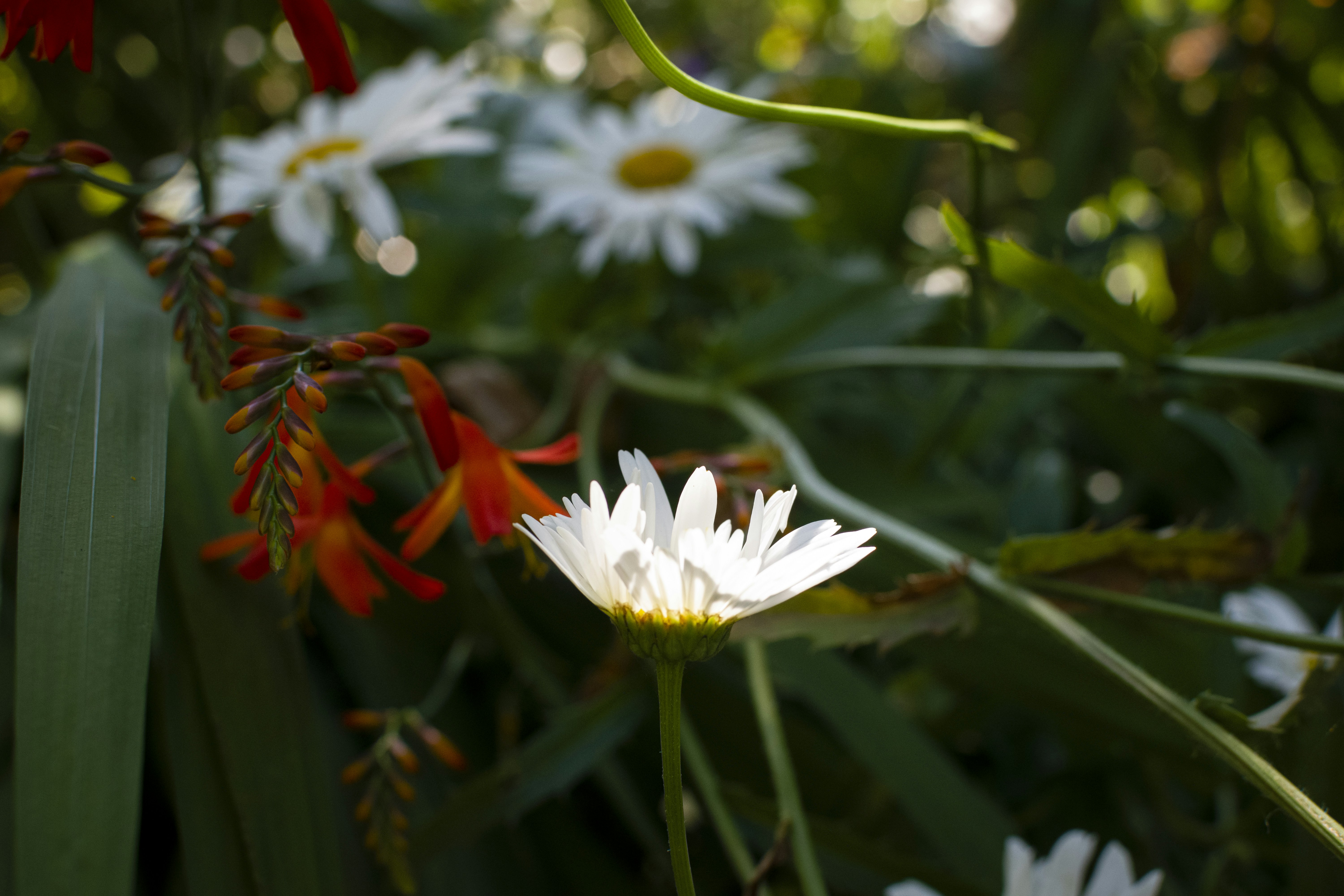 Petal in Focus: White Daisy Amid Jungle Green
