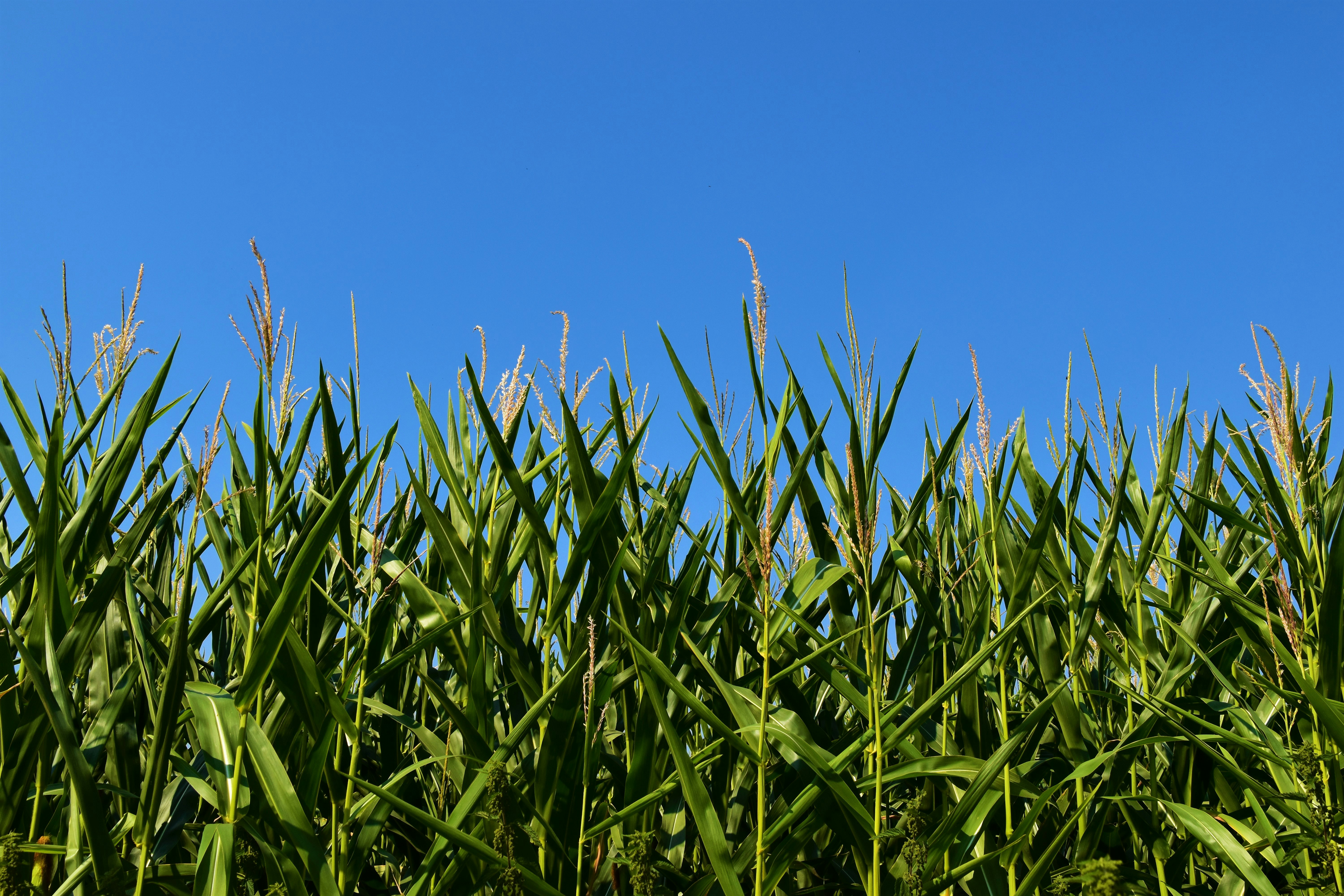 Lush green corn plants stretch towards a clear blue sky, showcasing their vibrant growth and natural beauty.