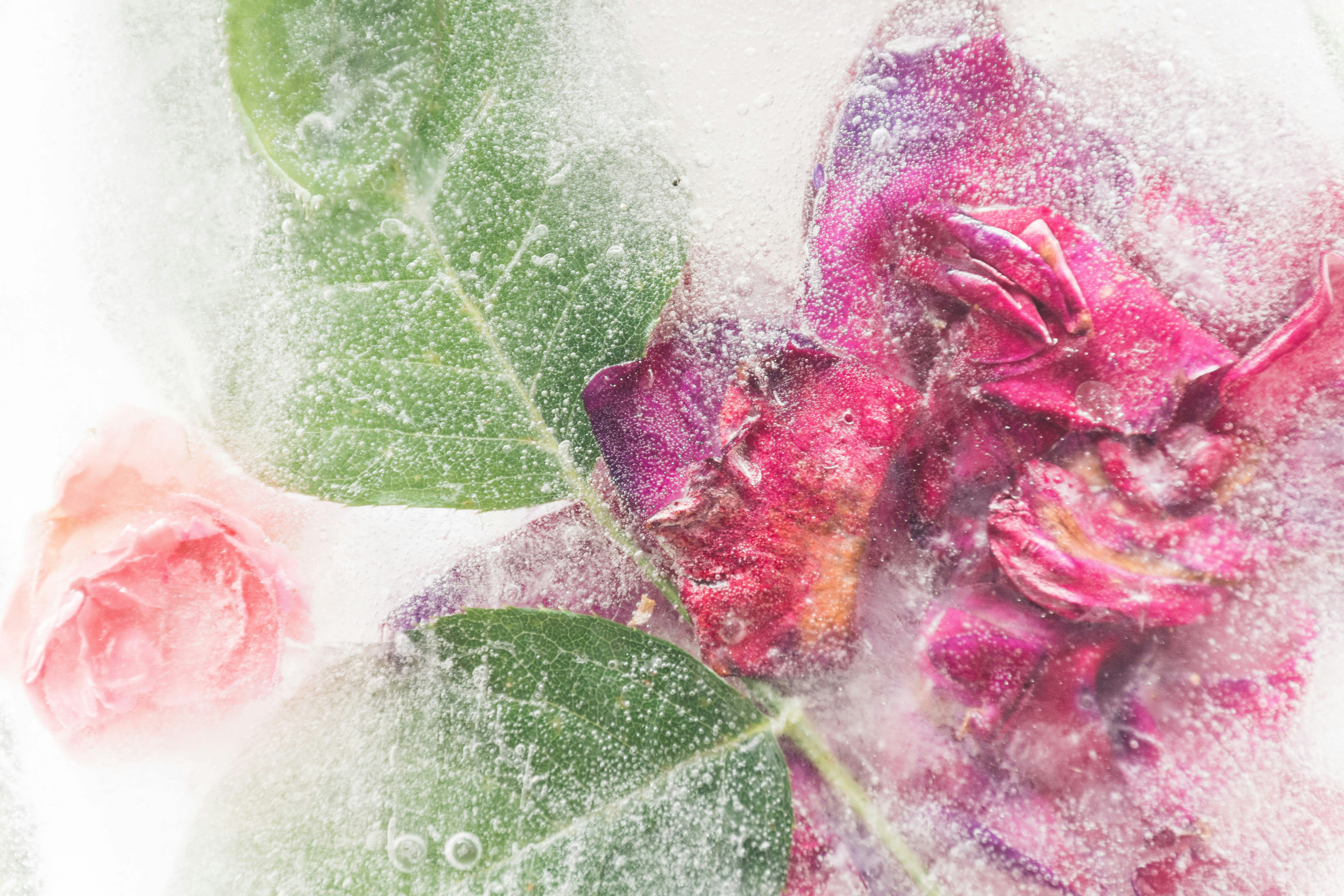 Make Floral Ice Cubes for Cocktails