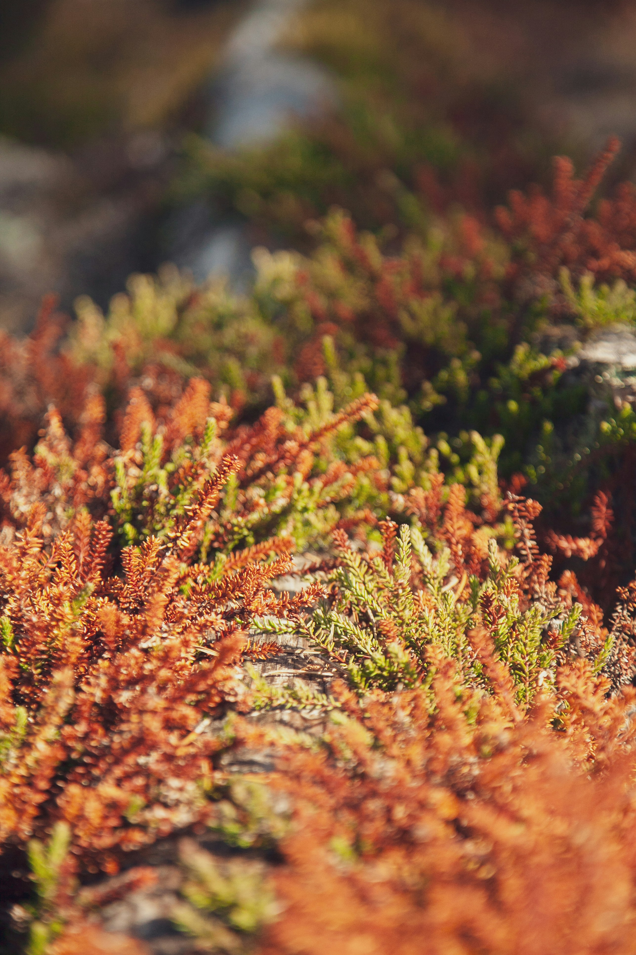 Herbe orange et verte dans l’objectif à bascule décentrement photo ...