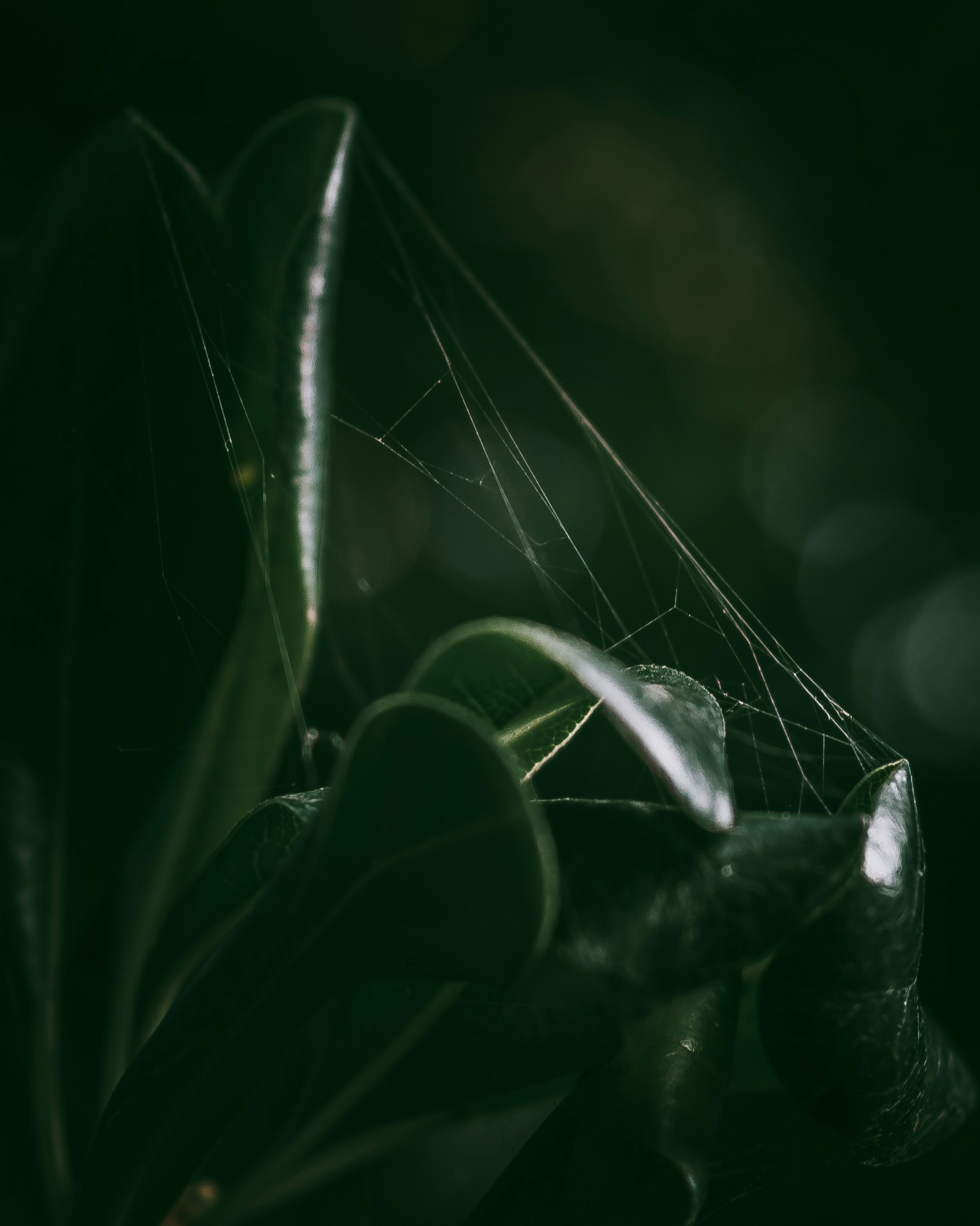 water droplets on green leaf