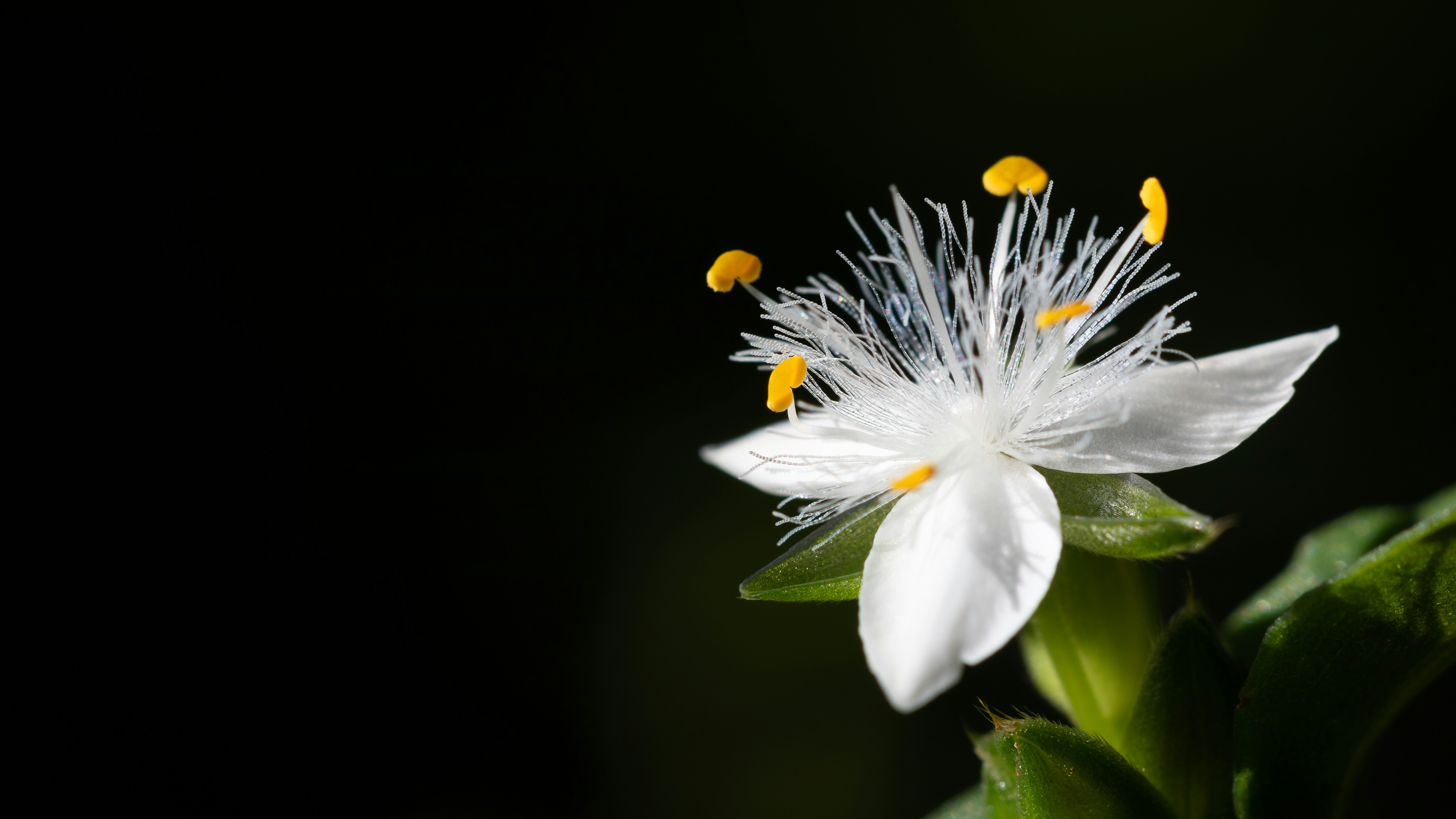 White Flower