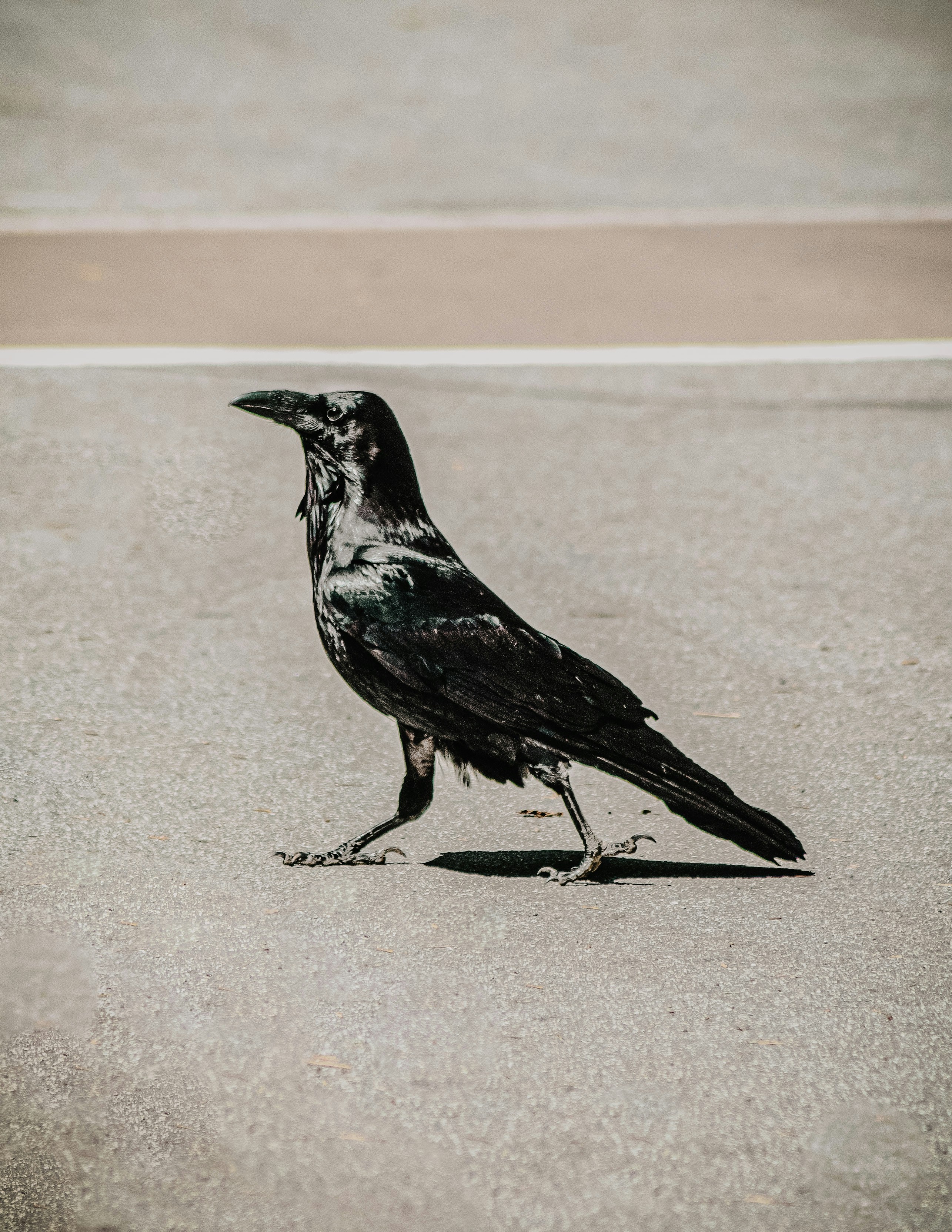 Crow on the Sunlit Tarmac: A Solitary Sentinel on Asphalt