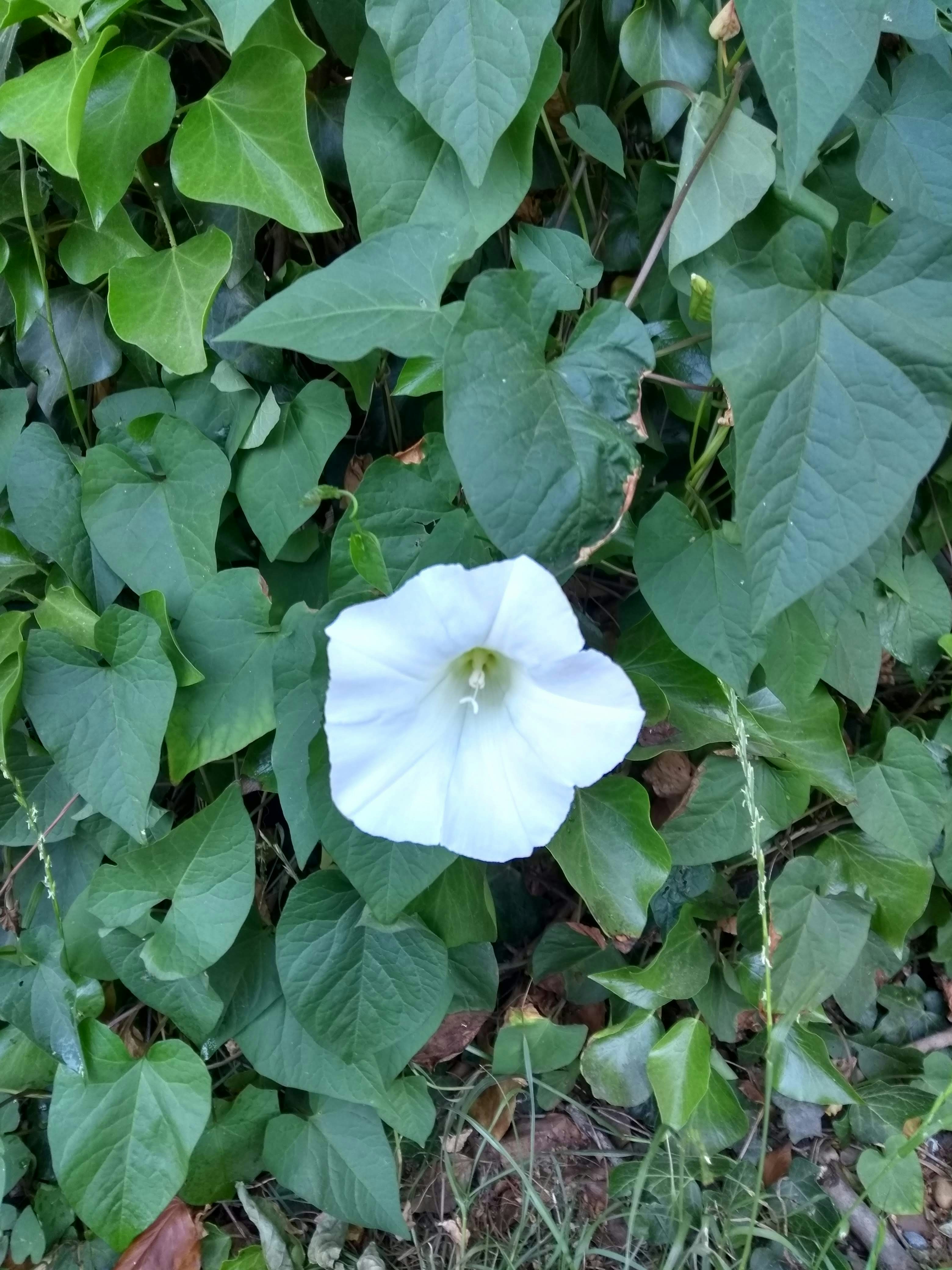 Kritter Robin (@chrisrobin) | Unsplash Photo Community
