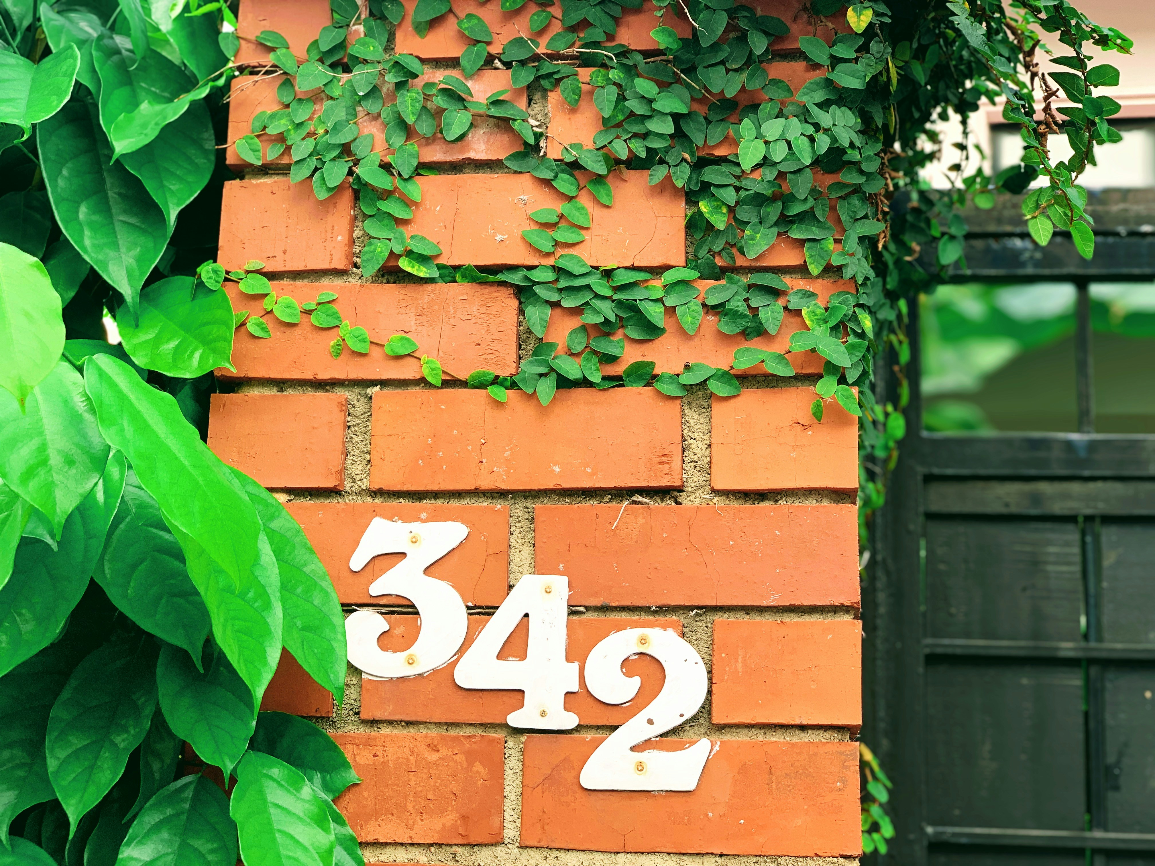 Nature's Embrace on Urban Walls